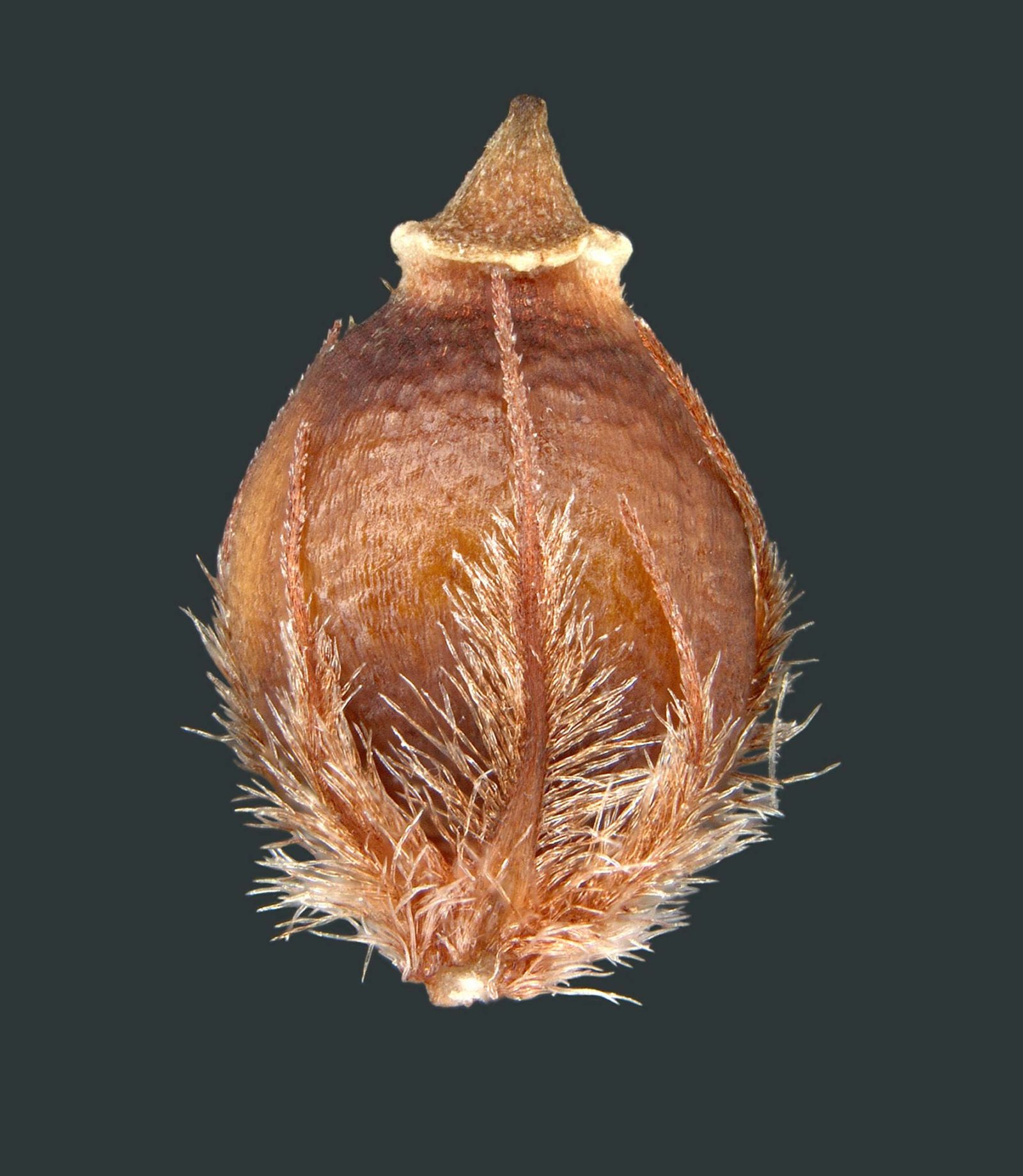 Achene, or fruit, of a beak-sedge (Rhynchospora sp.) | Nikon Small World