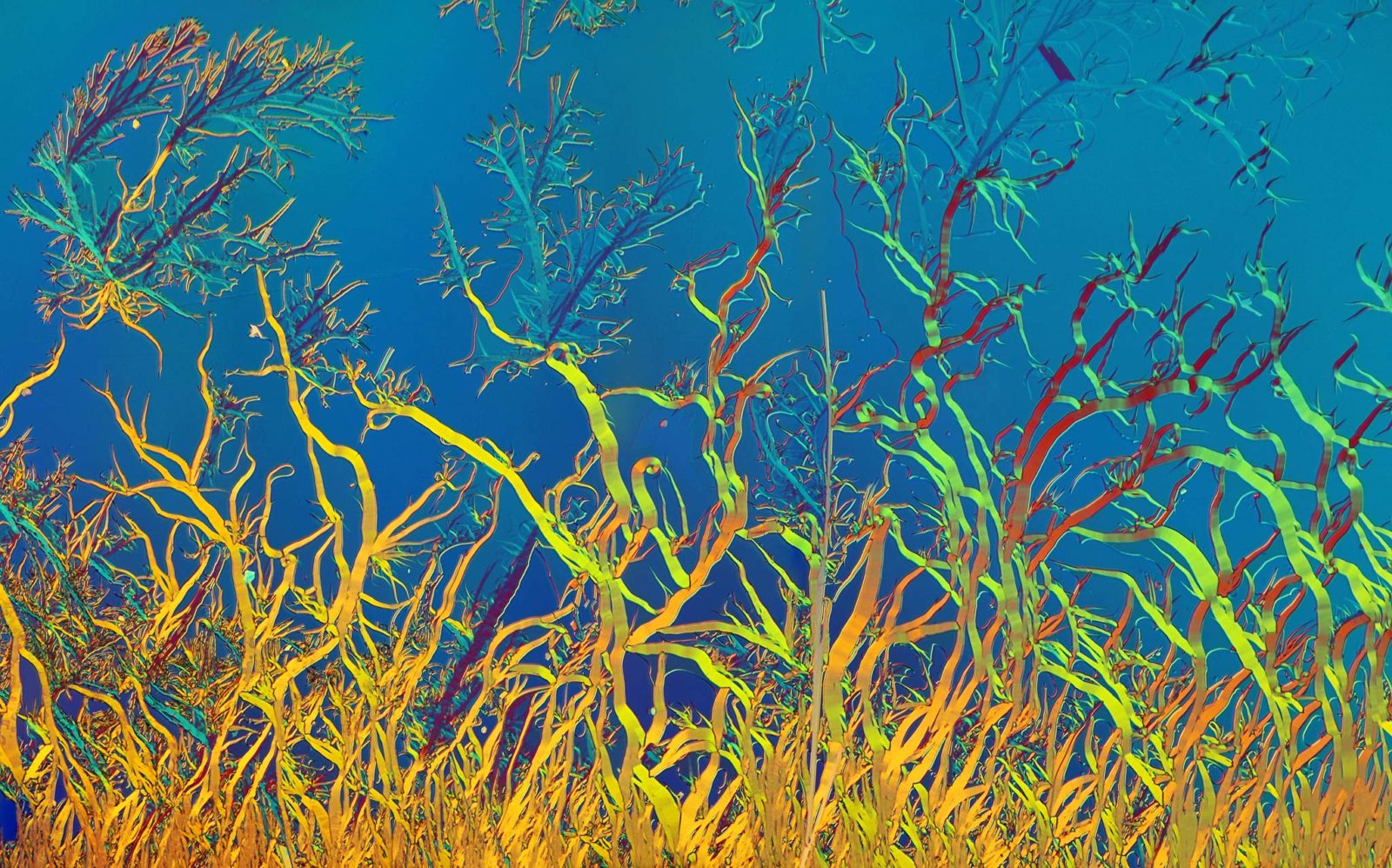 Crystallization of tartrazine (dye primarily used as a food coloring ...