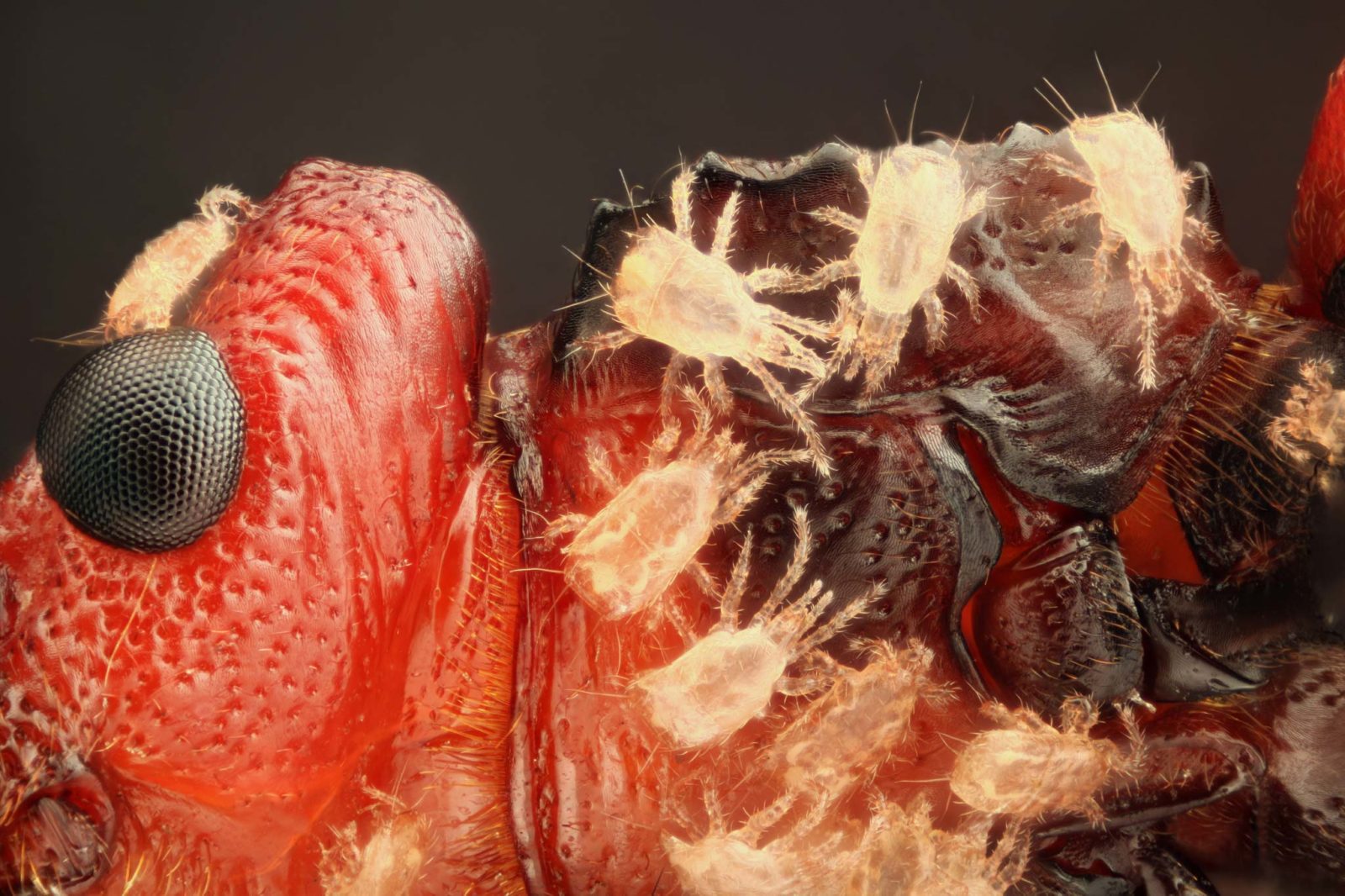 Flat bark beetle - part of the head and prothorax with phoretic mites ...
