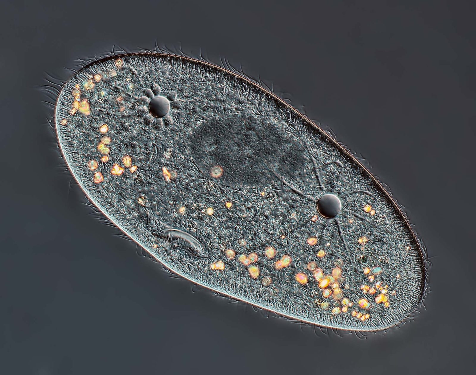 Paramecium sp. showing the nucleus, mouth and water expulsion vacuoles ...