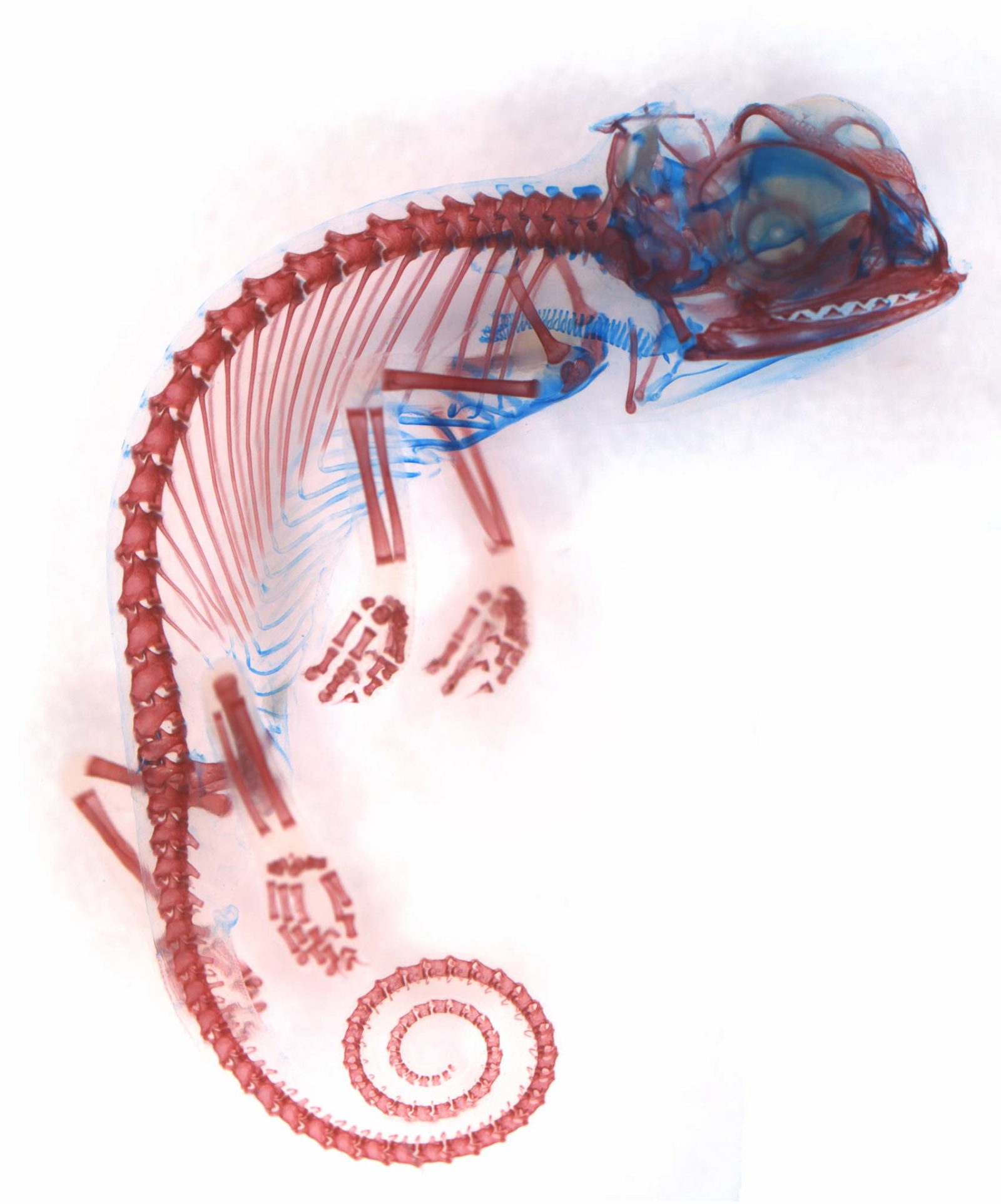 Chamaeleo calyptratus (veiled chameleon) embryo showing cartilage (blue ...