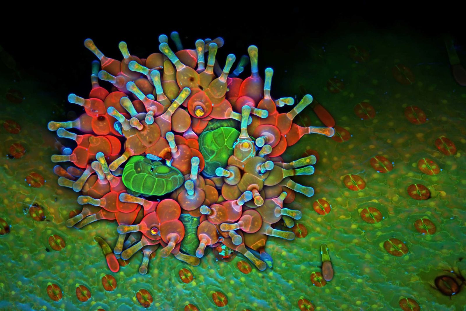 Polypodium virginianum (fern) sorus | Nikon Small World