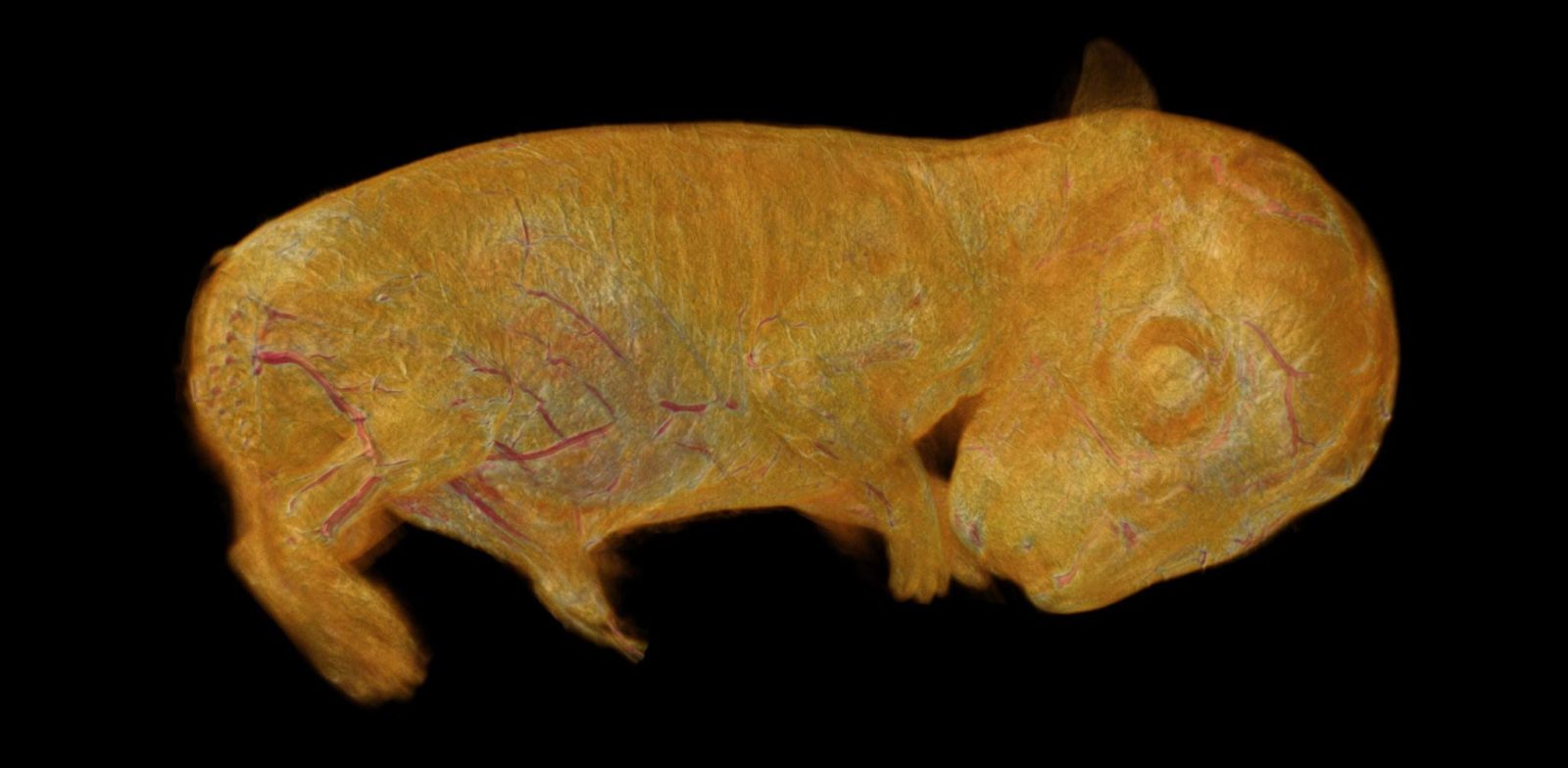 3D reconstruction of rabbit embryo | Nikon Small World