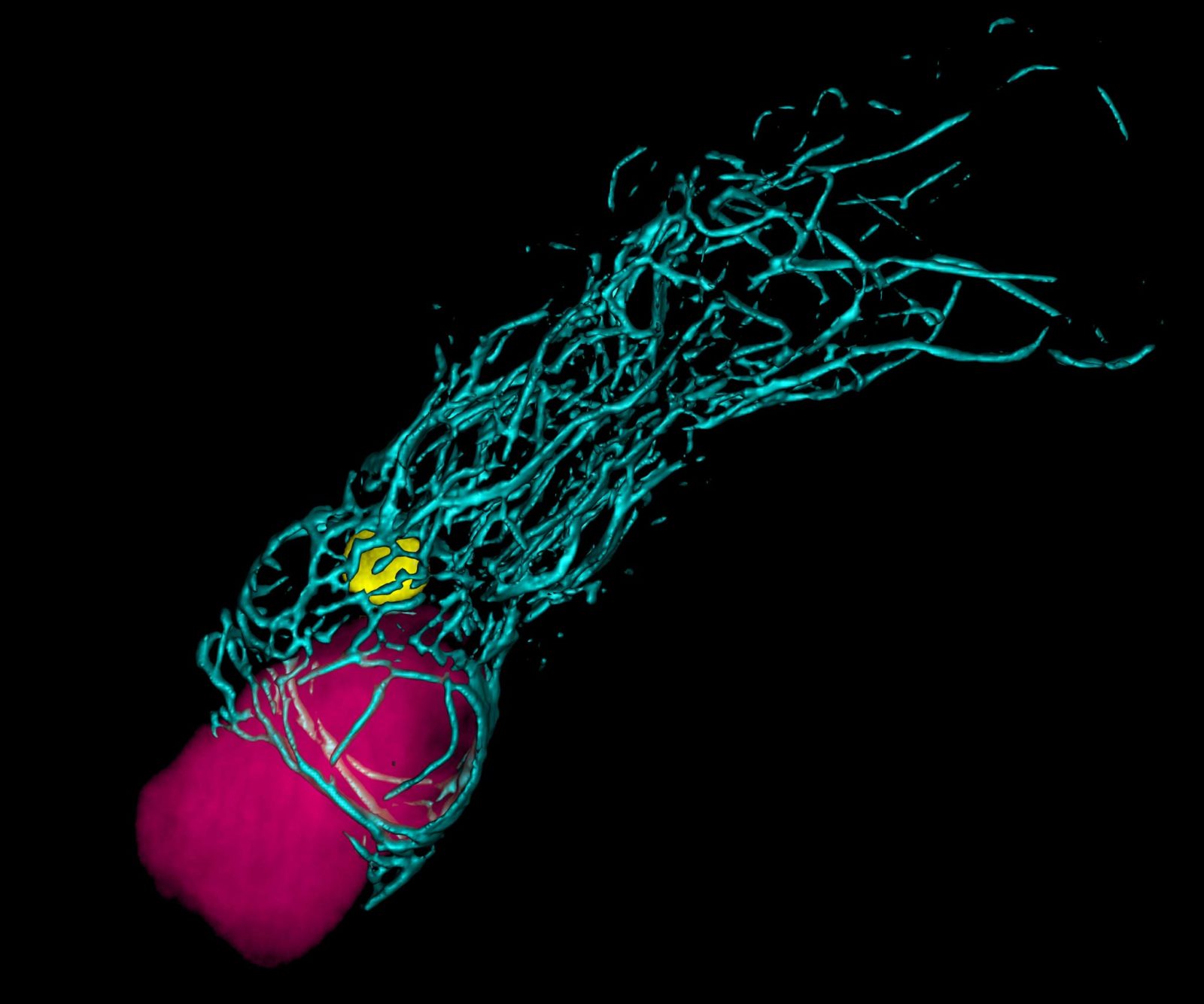 Mature Arabidopsis (thale cress) embryo sac | Nikon Small World