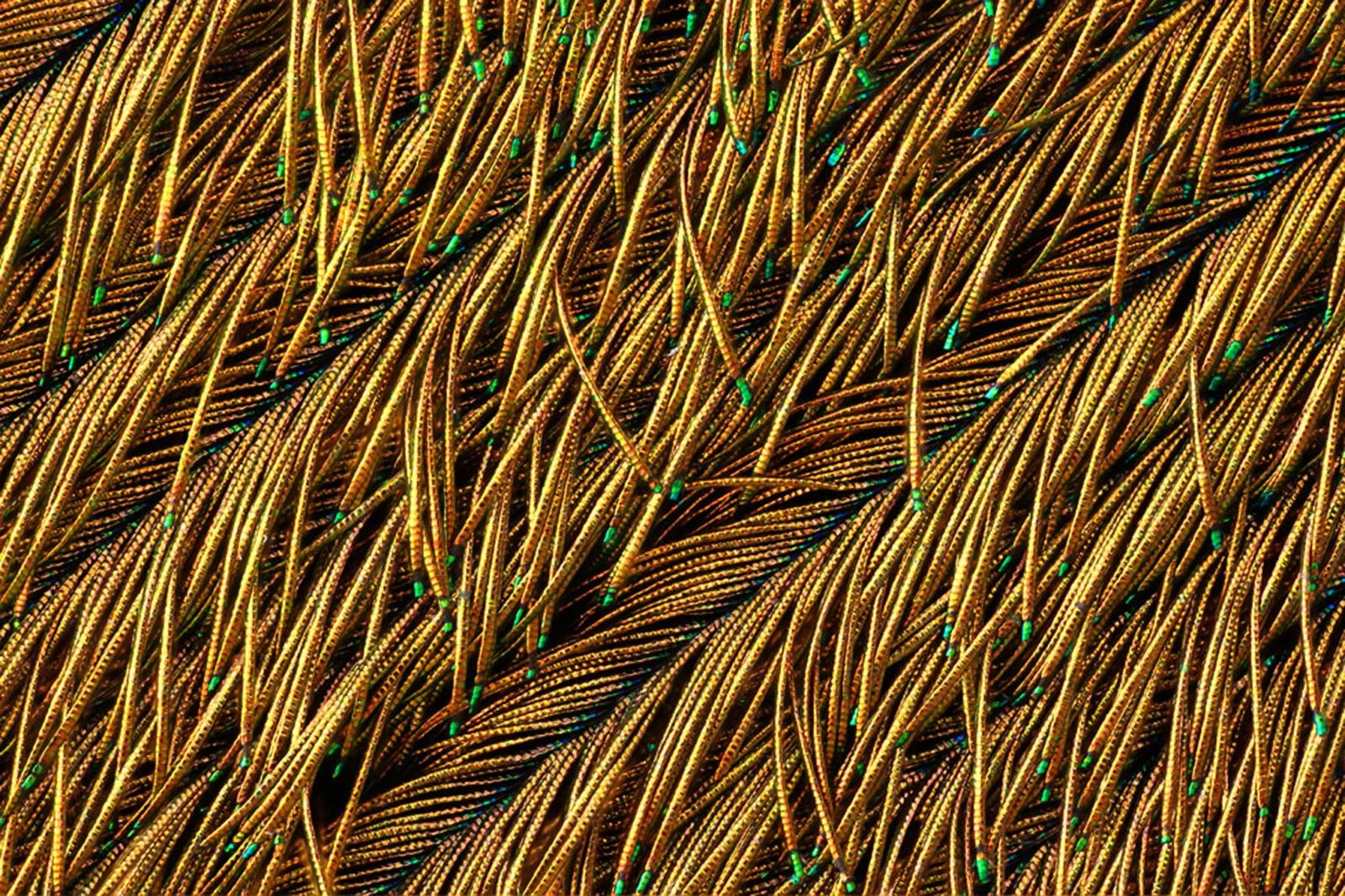 Peacock feather section | Nikon Small World