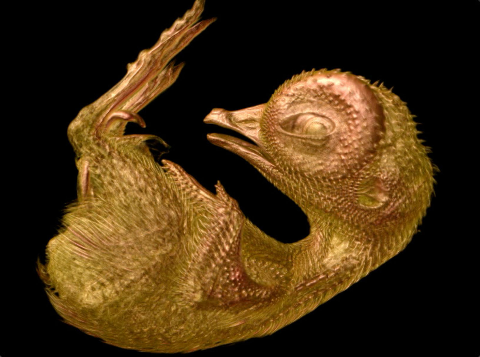 Quail embryo at 10d incubation | Nikon Small World