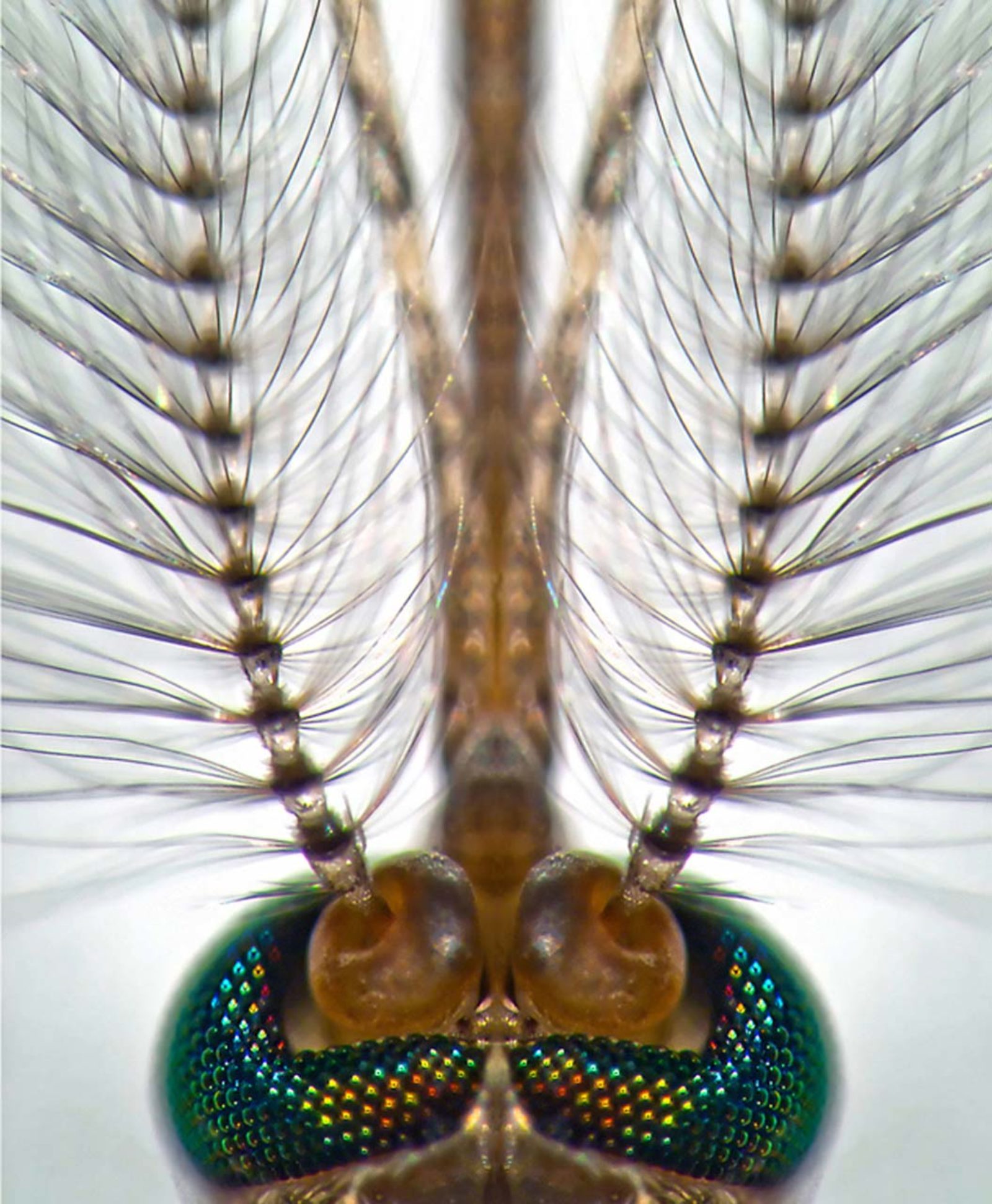 Head of a male Culex pipiens mosquito | Nikon Small World