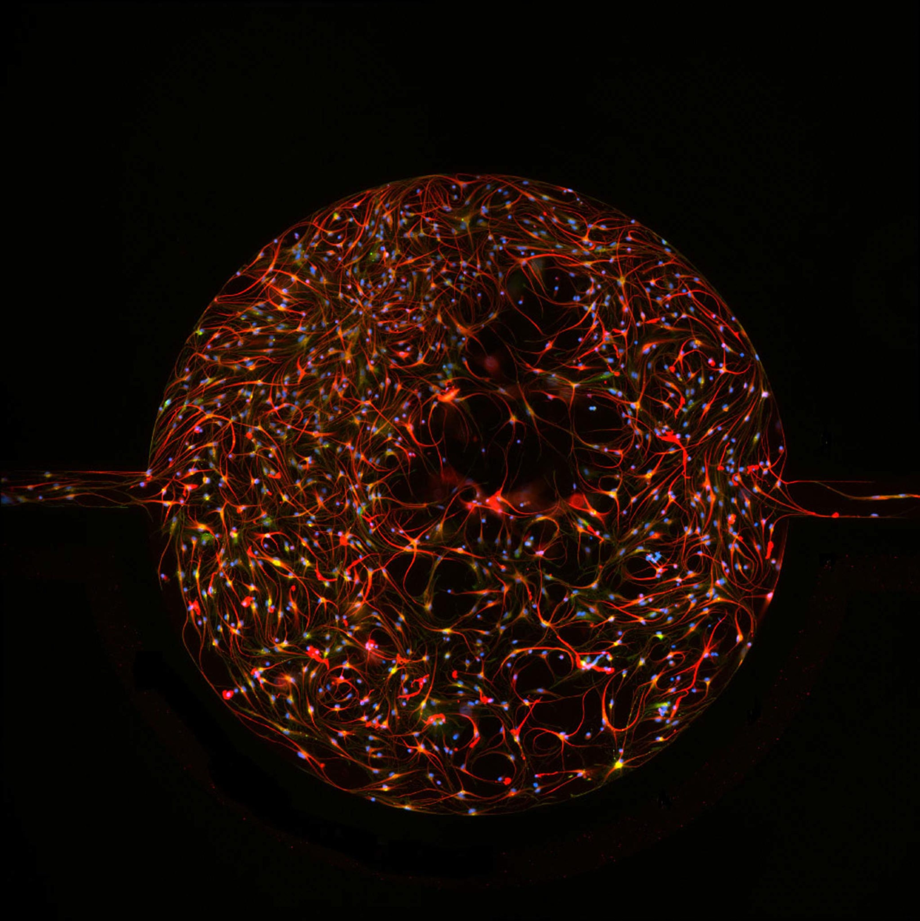 Primary rat brain astrocytes cultured in a SynVivo BBB device | Nikon ...