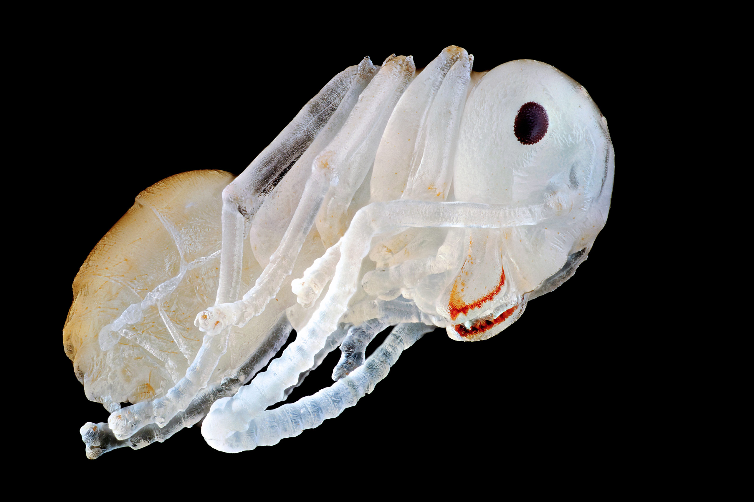 Ant nymph | Nikon Small World