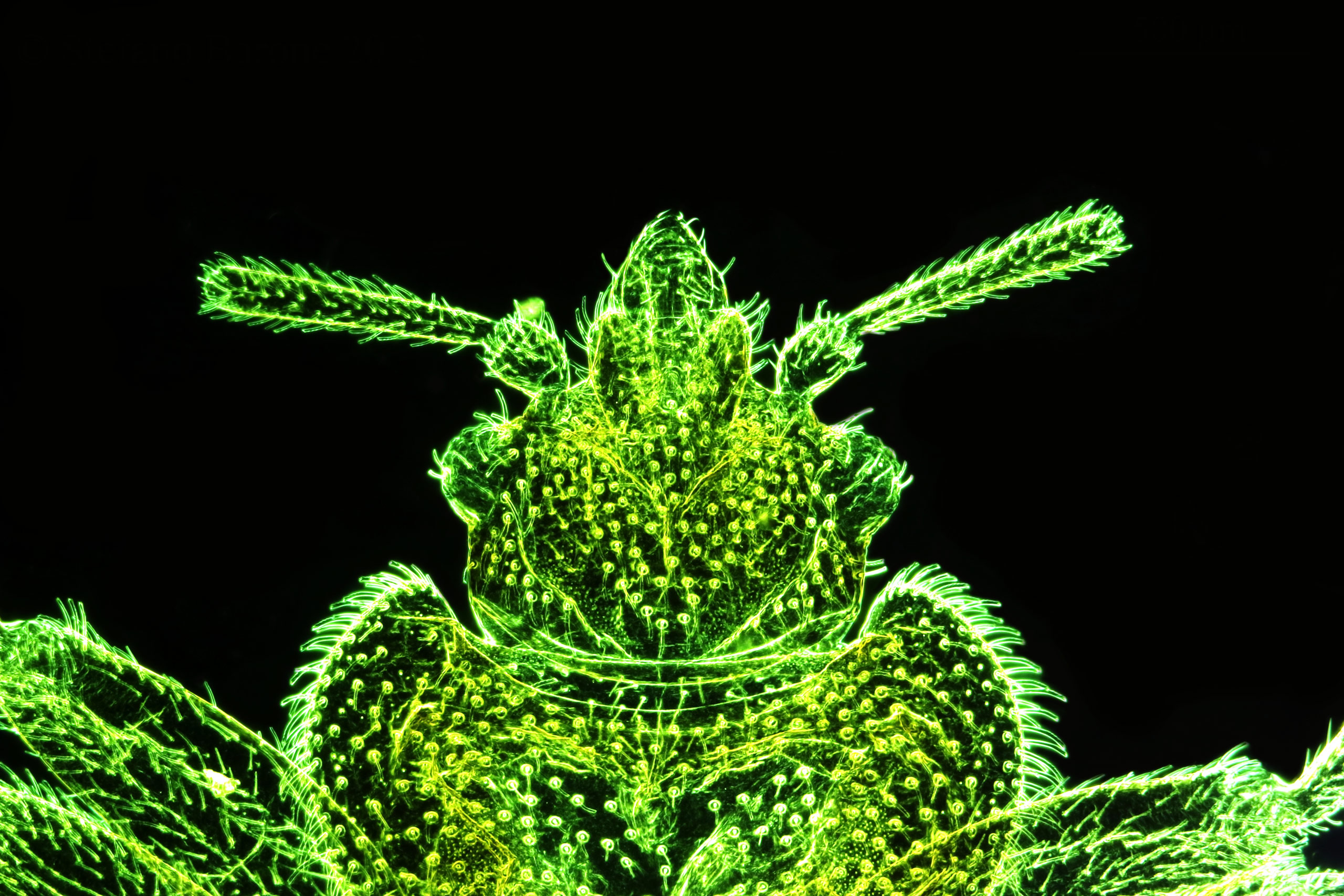 Bed bug (Cimex lectularius) | Nikon Small World