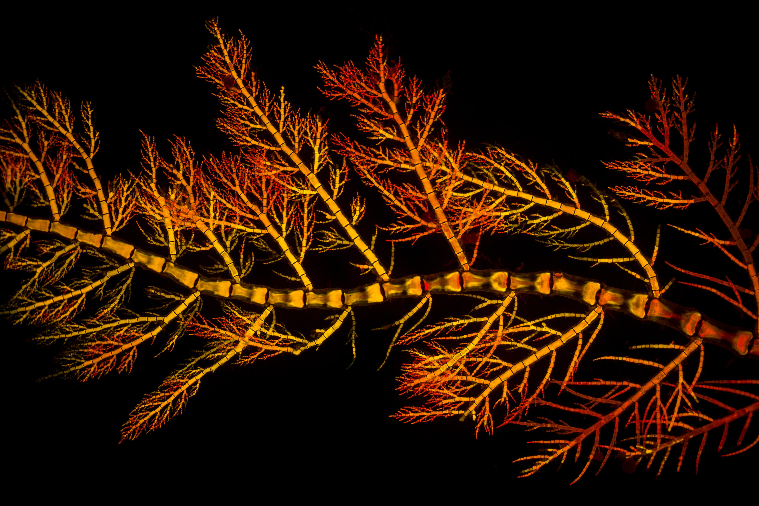 Autofluorescence in marine algae | Nikon Small World