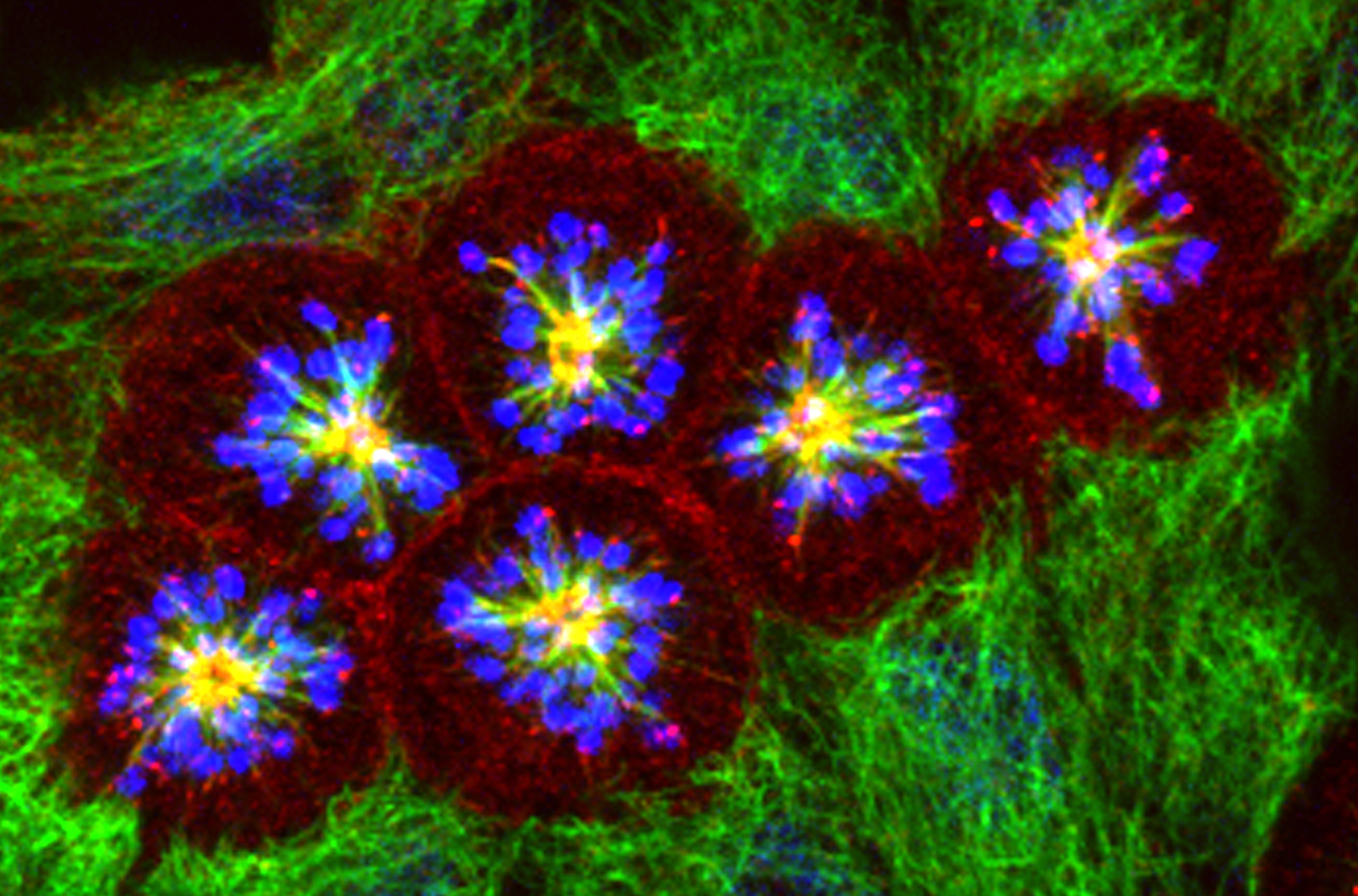 Canine kidney epithelial cells arrested in mitosis | Nikon Small World