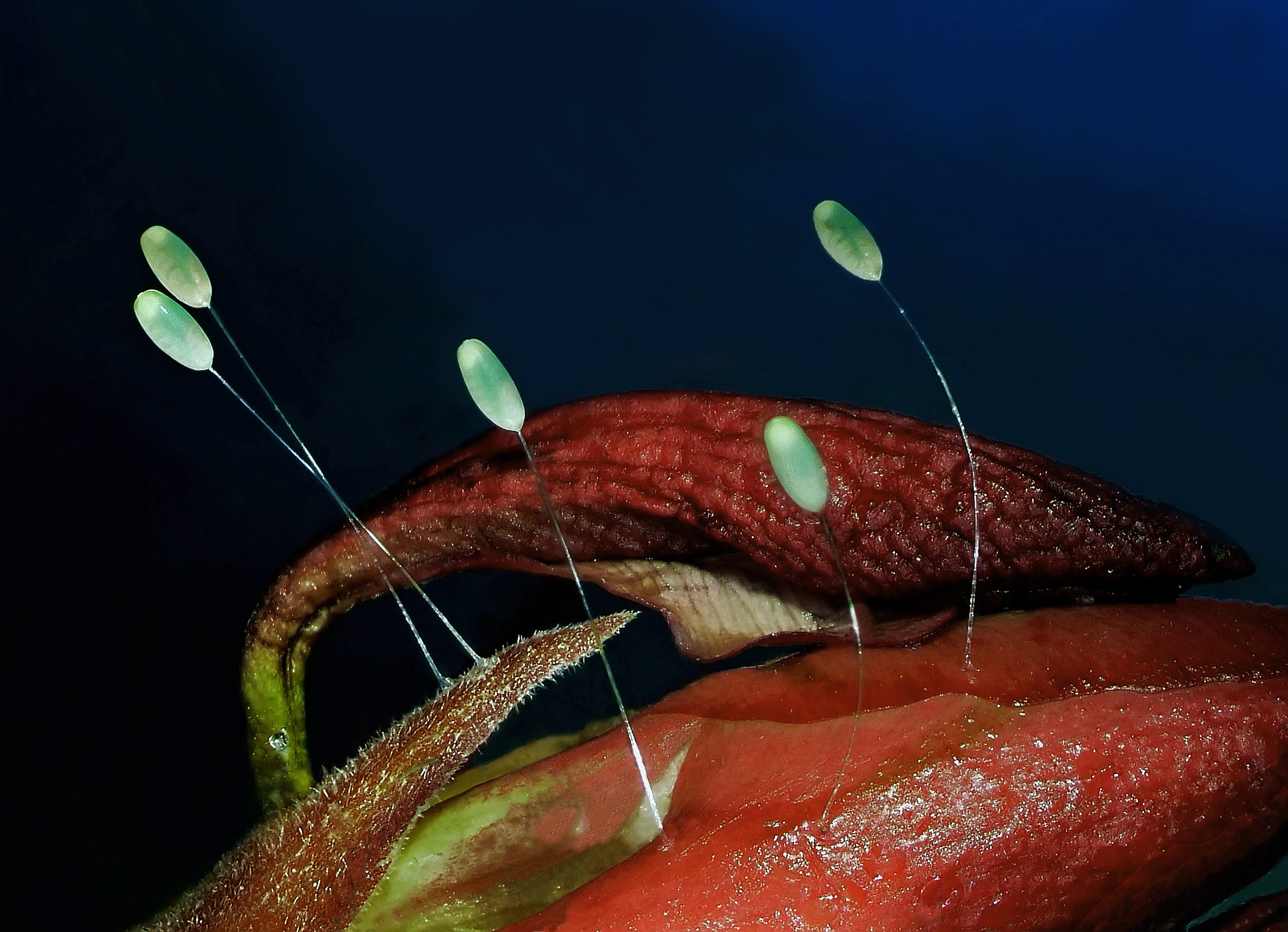 Chrysopa perla (green lacewing) eggs | Nikon Small World Chrysopa perla (green lacewing) eggs | Nikon Small World