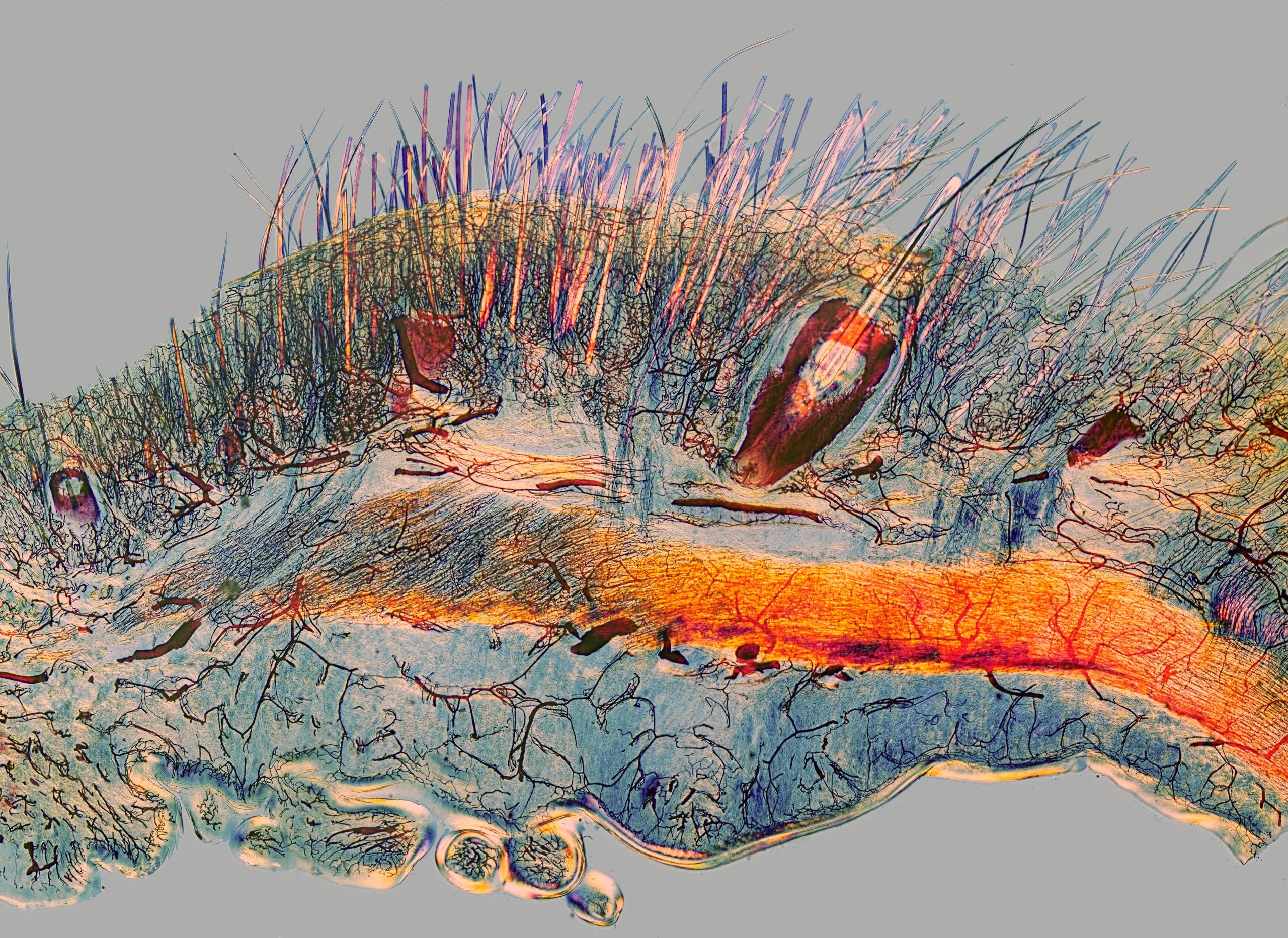 Cat lip section, showing capillary bed of hairs, whiskers and ...