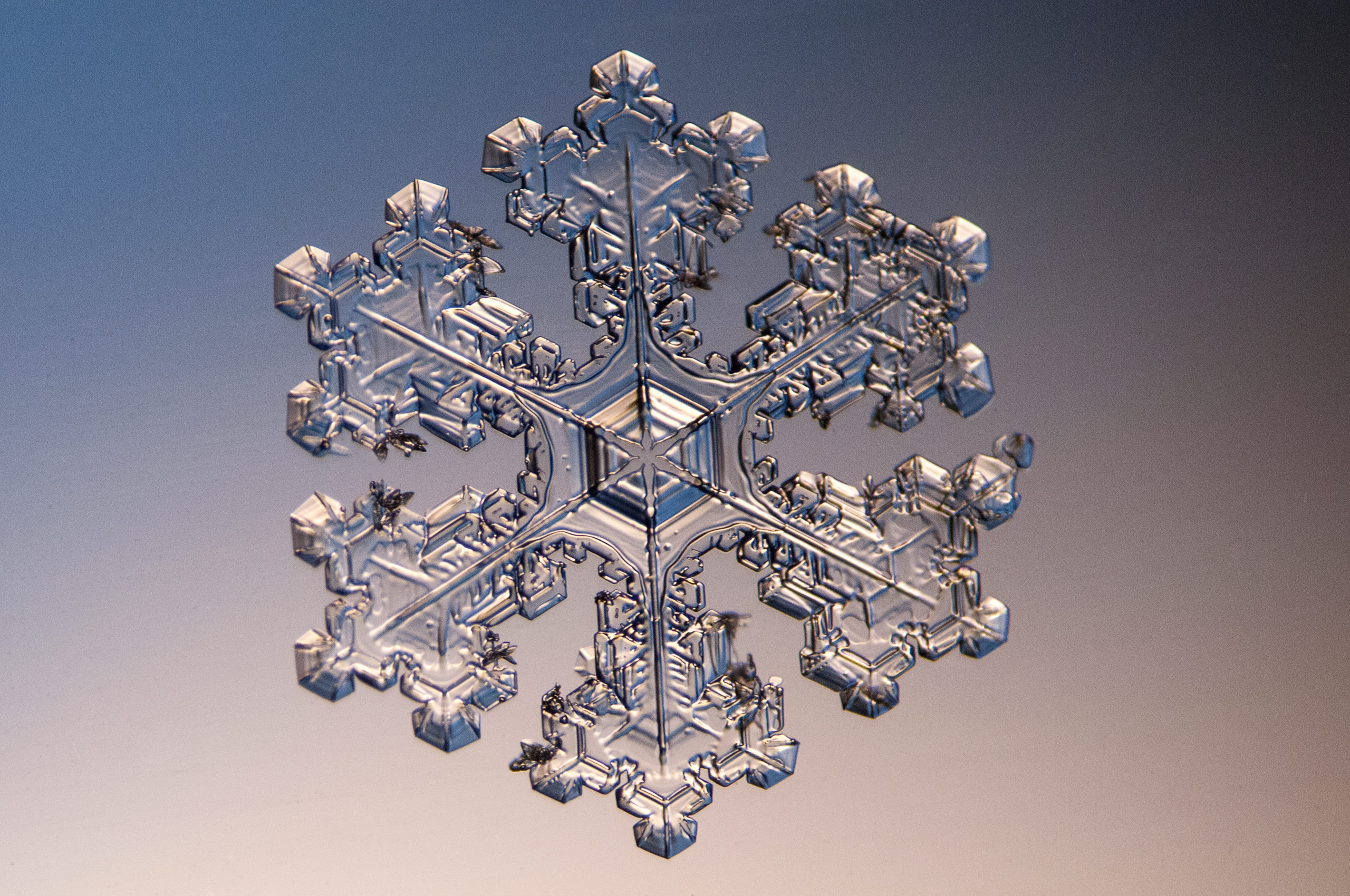 Snowflake | Nikon Small World
