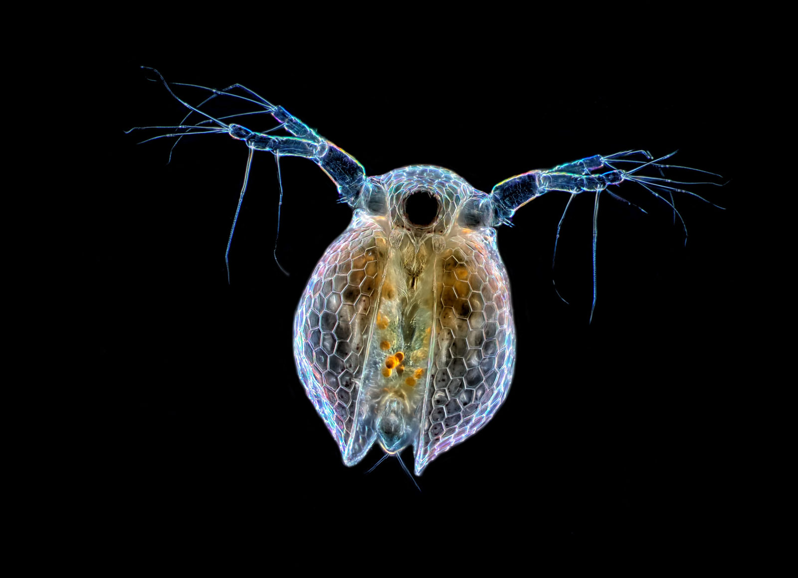 Ceriodaphnia sp. (water flea) | Nikon Small World