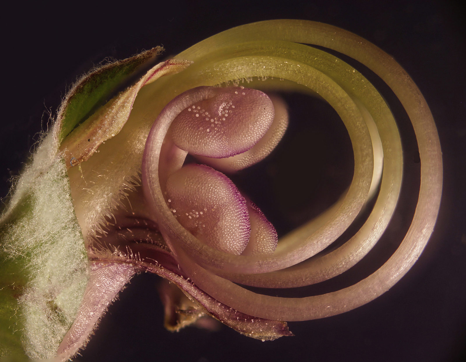 Flower embryo | Nikon Small World