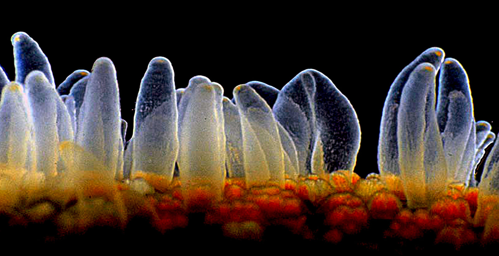 Asterina gibbosa (cushion starfish), side view of Gills (Ampullae ...