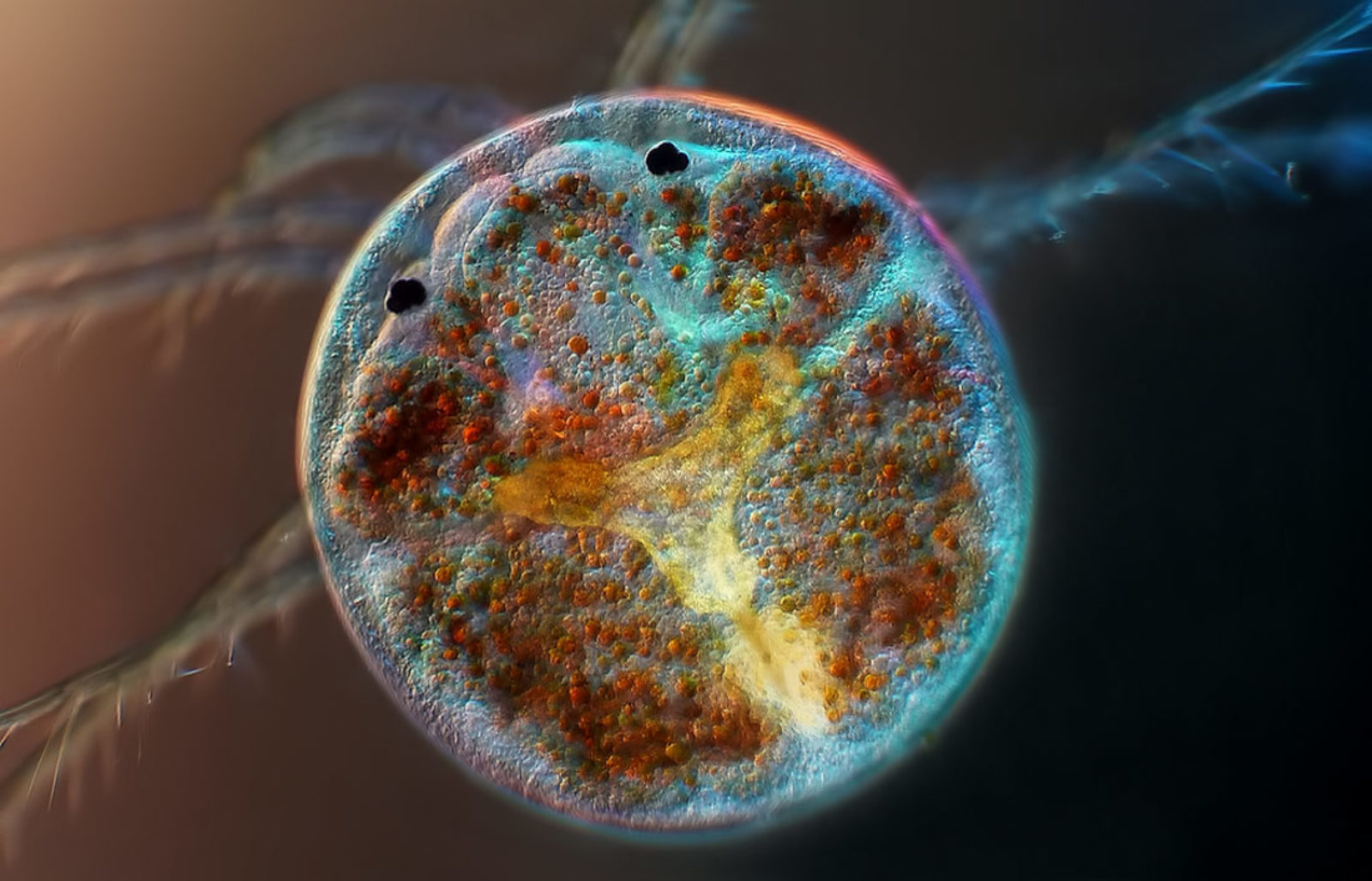 Acari (arachnid) | Nikon Small World