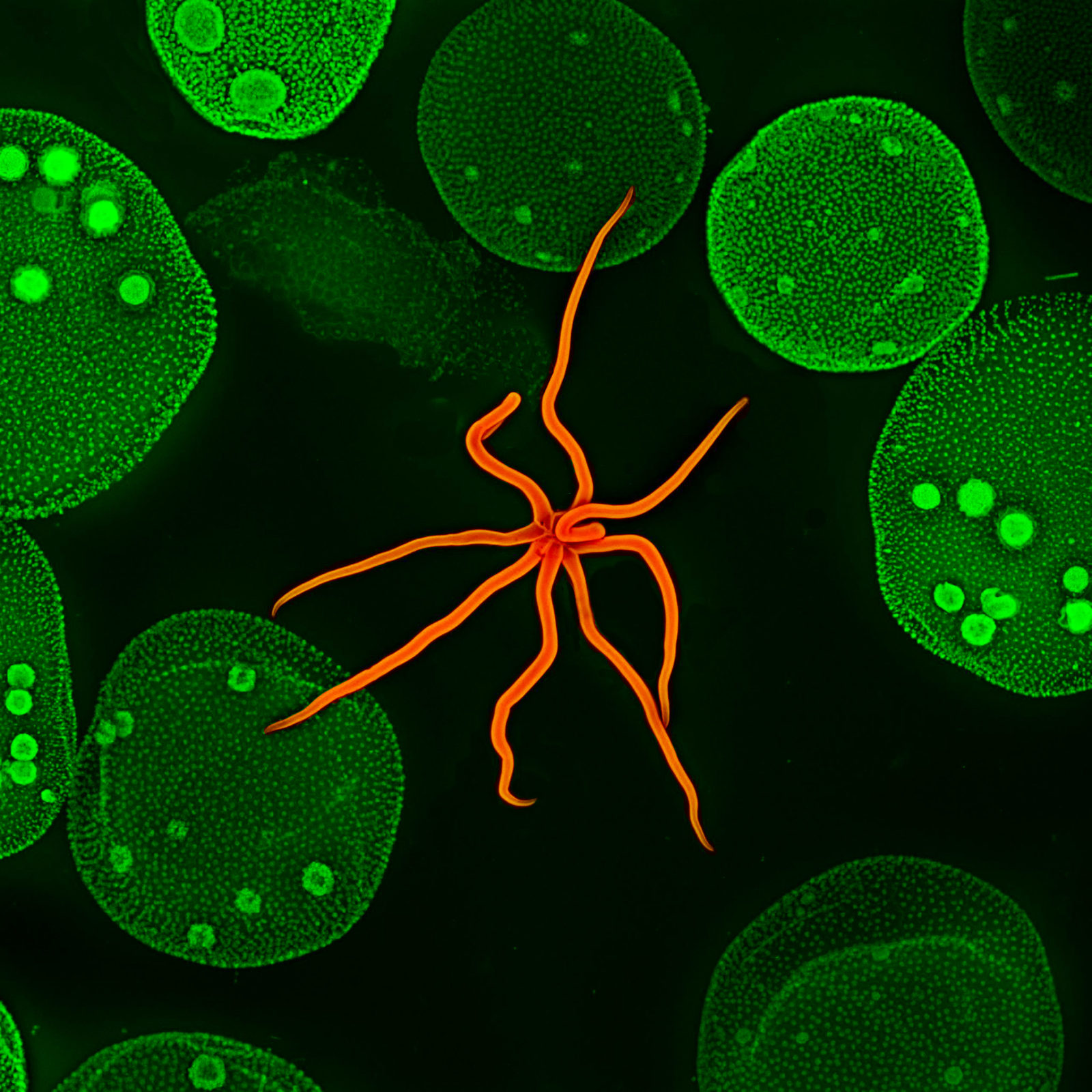 Hydra and Volvox | Nikon Small World