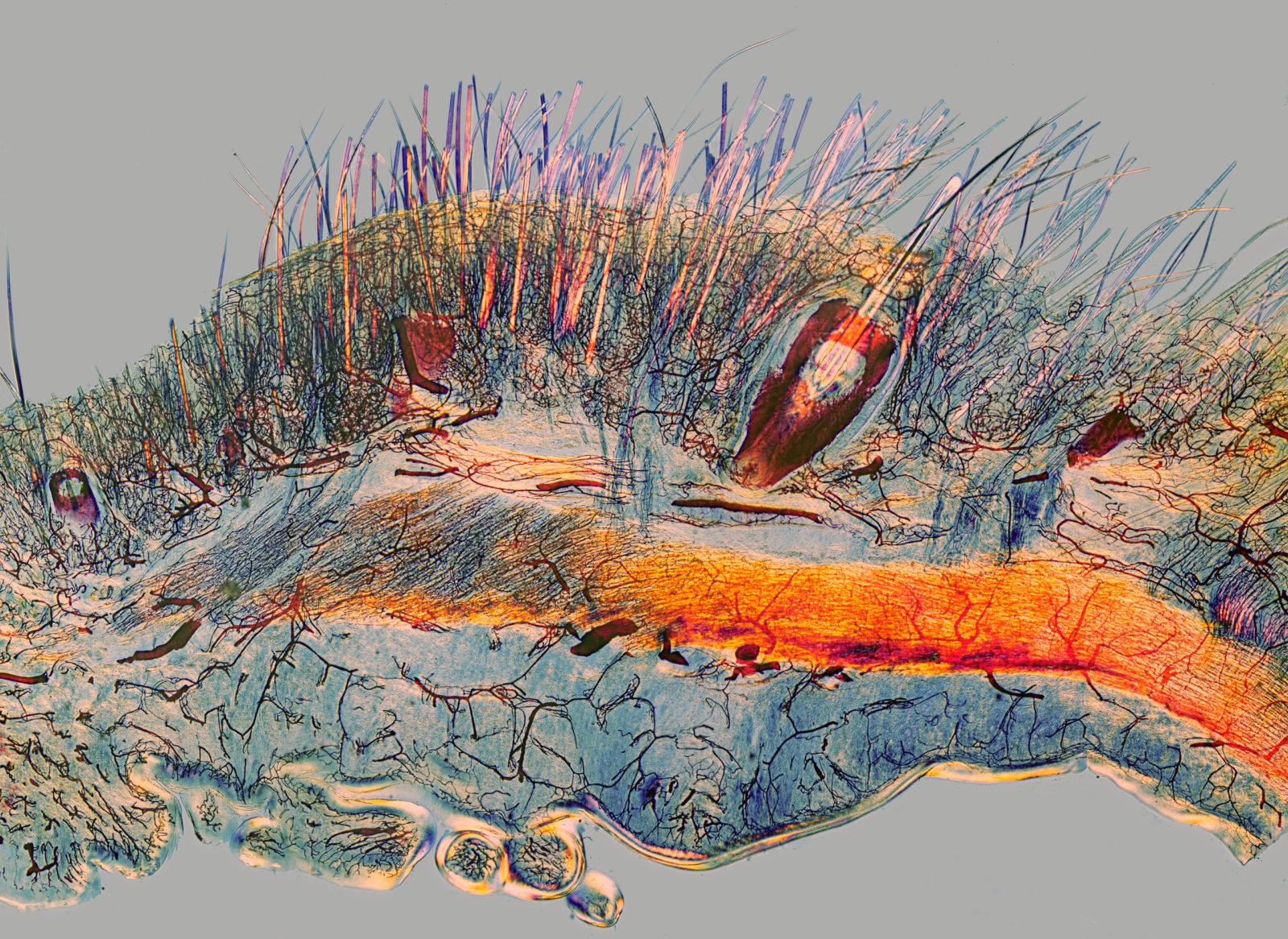 Cat lip section, showing capillary bed of hairs, whiskers and ...