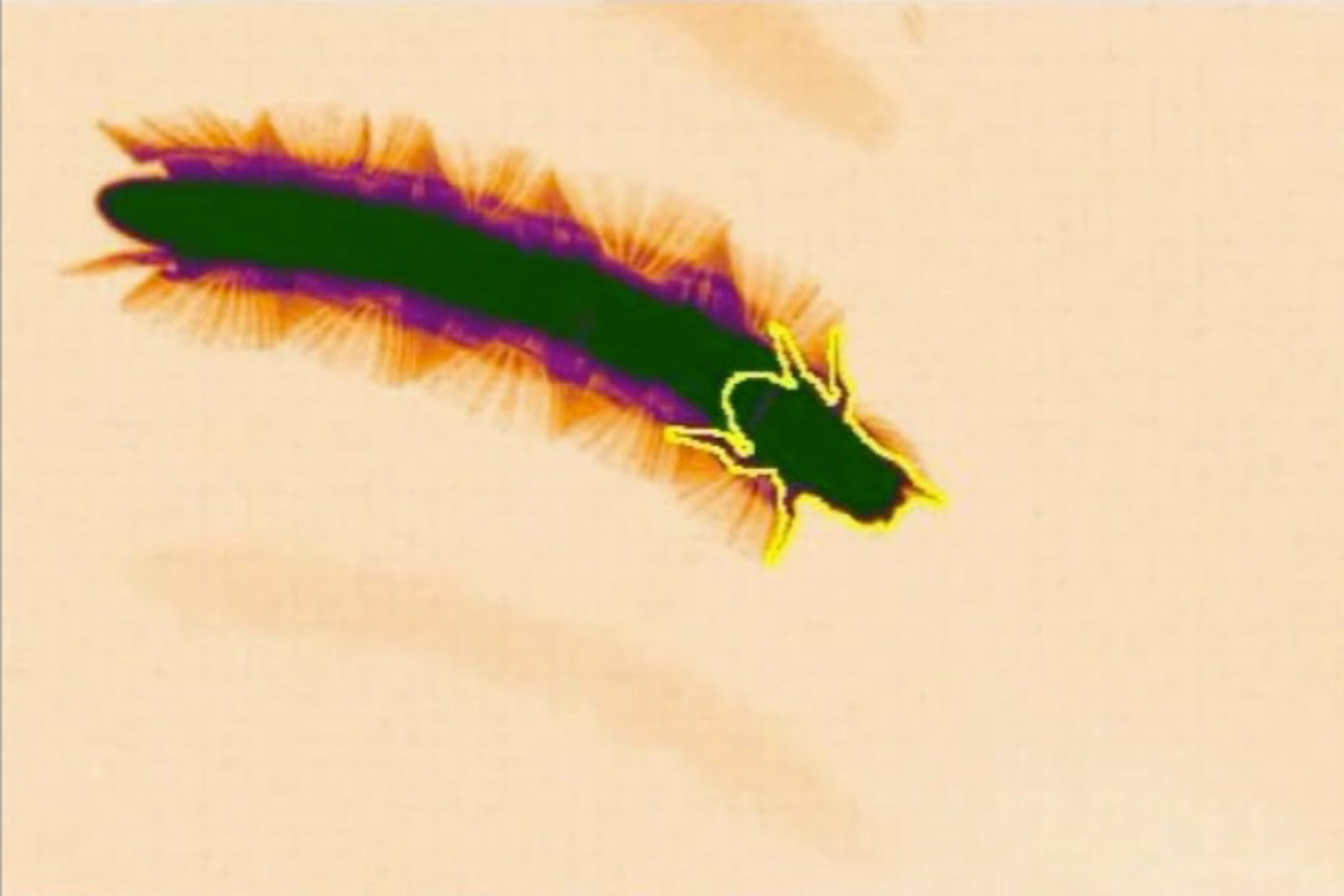 Locomotion of a fruit fly | Nikon Small World