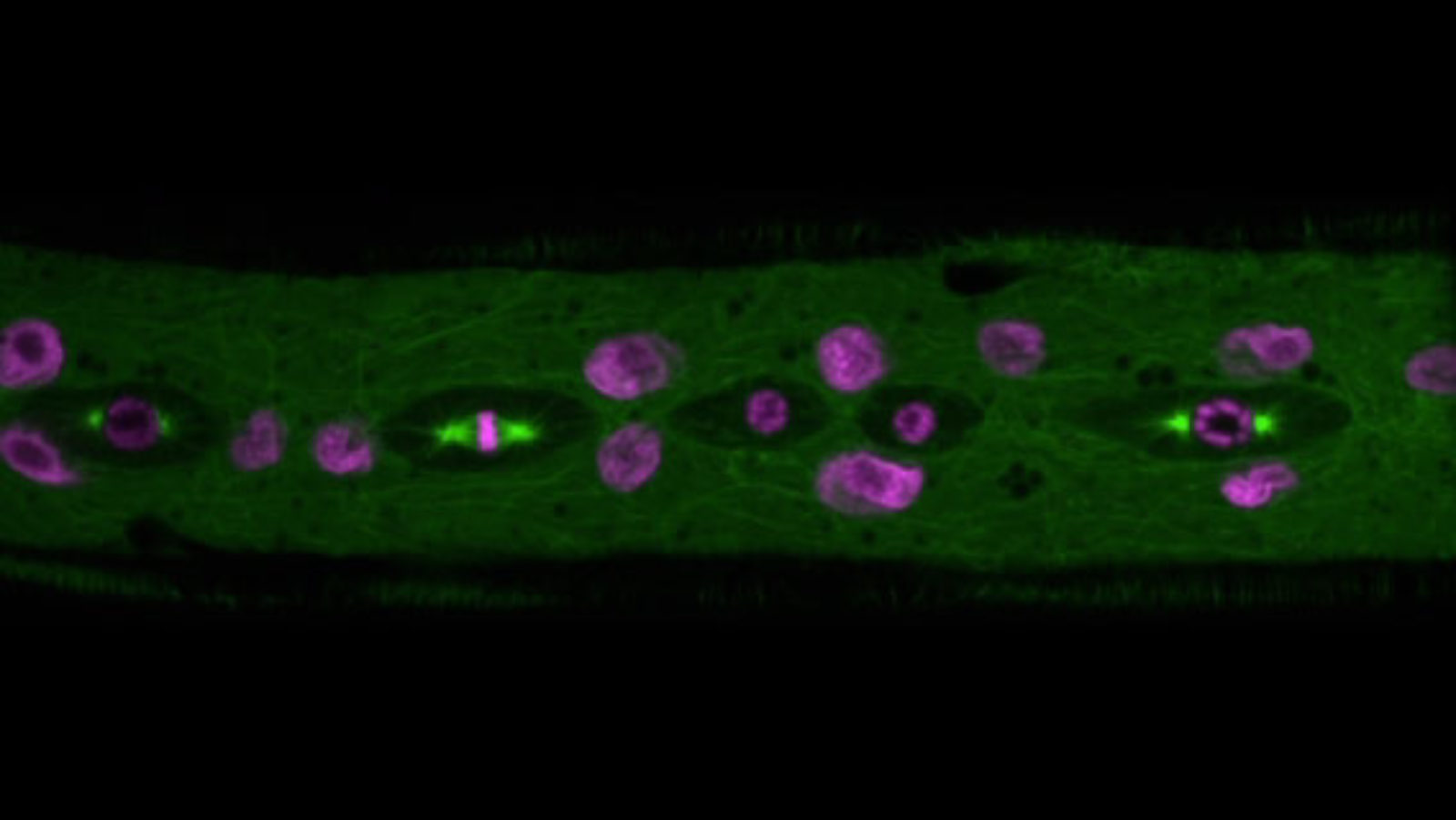 C elegans cell division | Nikon Small World