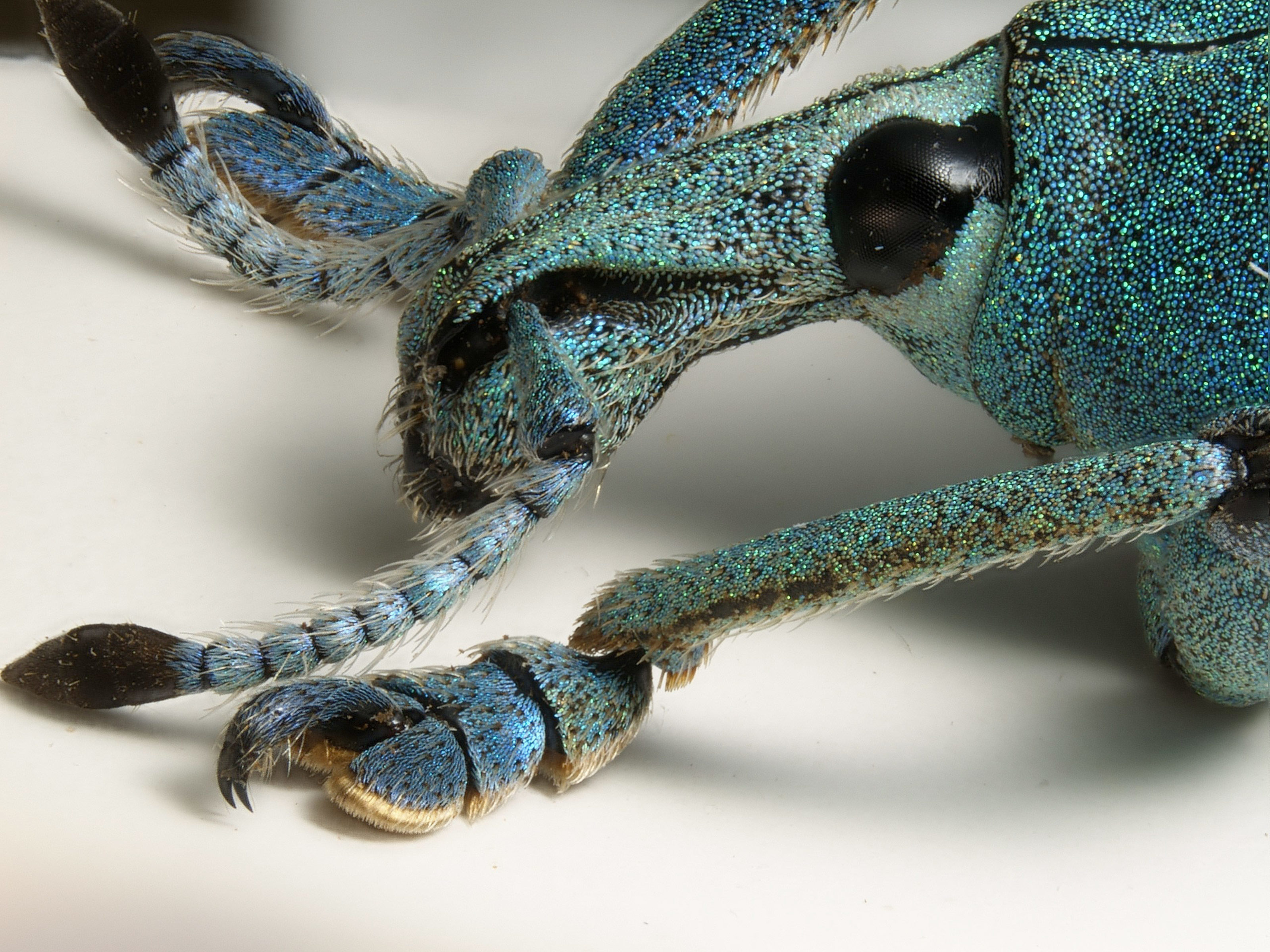 Eupholus sp. (Coleoptera, Curculionidae) | Nikon Small World