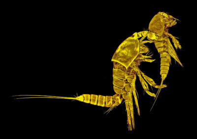 Tigriopus californicus (copepod), couple, lateral view | Nikon Small World