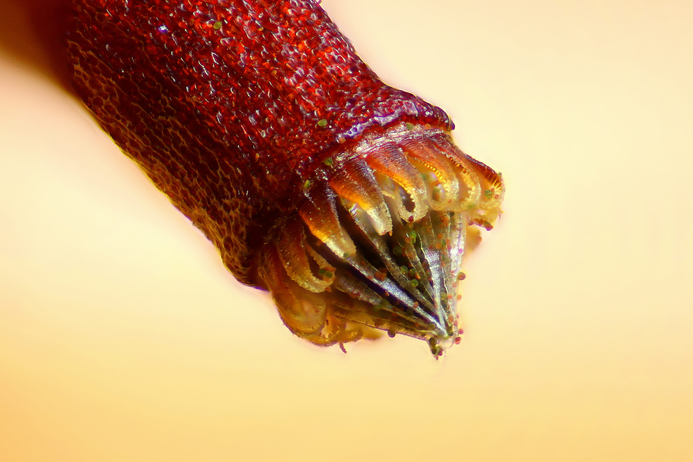 Spore capsule of a moss | Nikon Small World