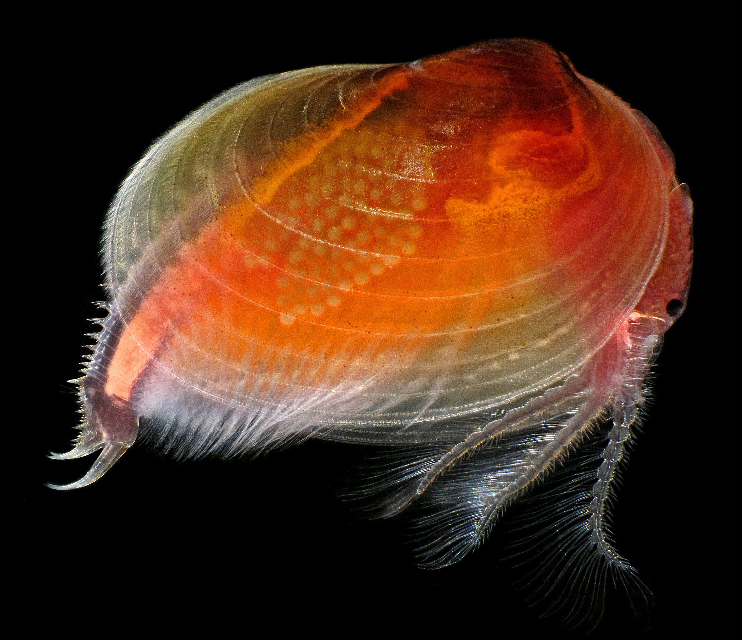 Clam shrimp (Cyzicus mexicanus), live specimen | Nikon Small World
