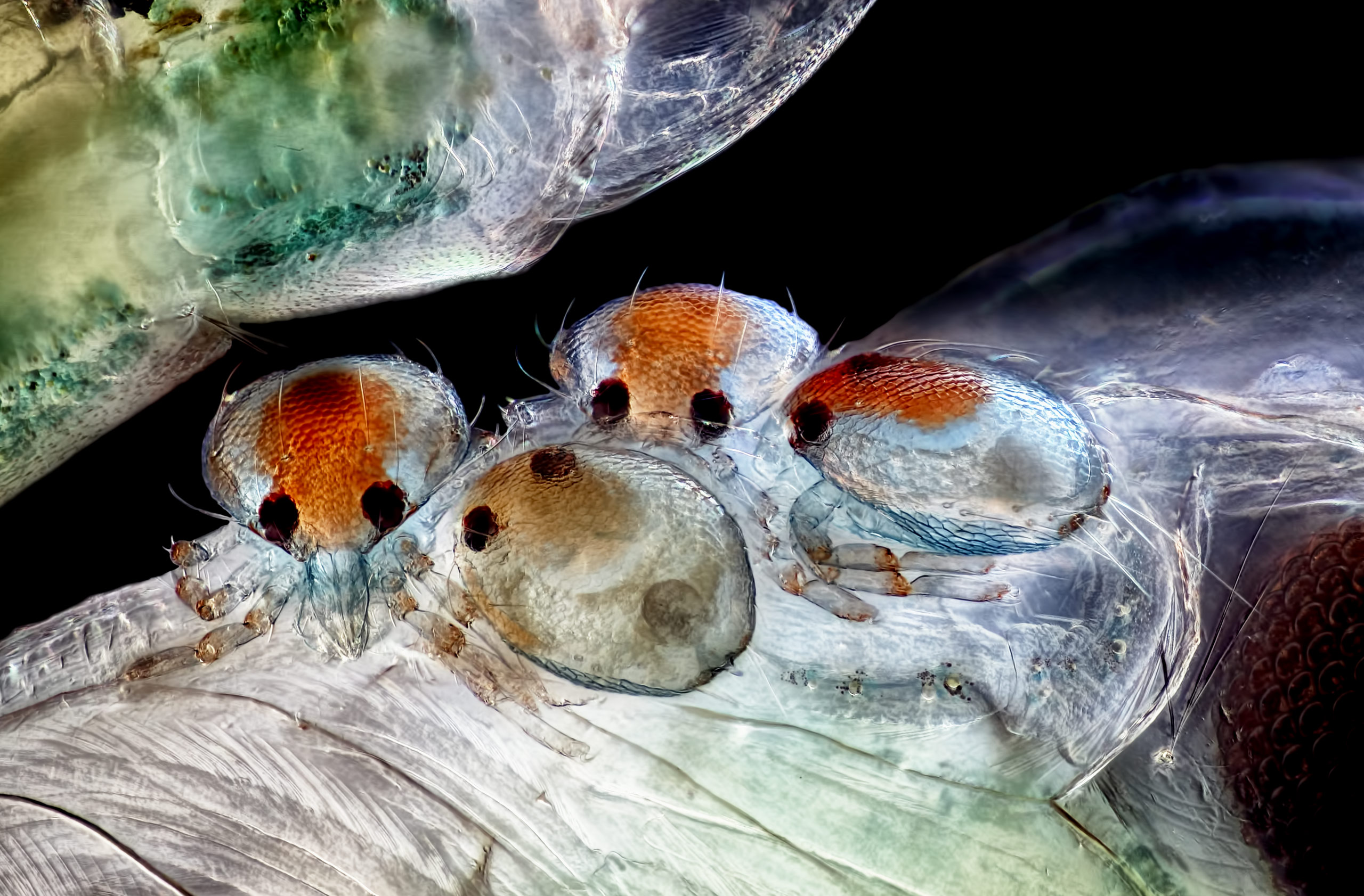 Mites on insect pupa | Nikon Small World