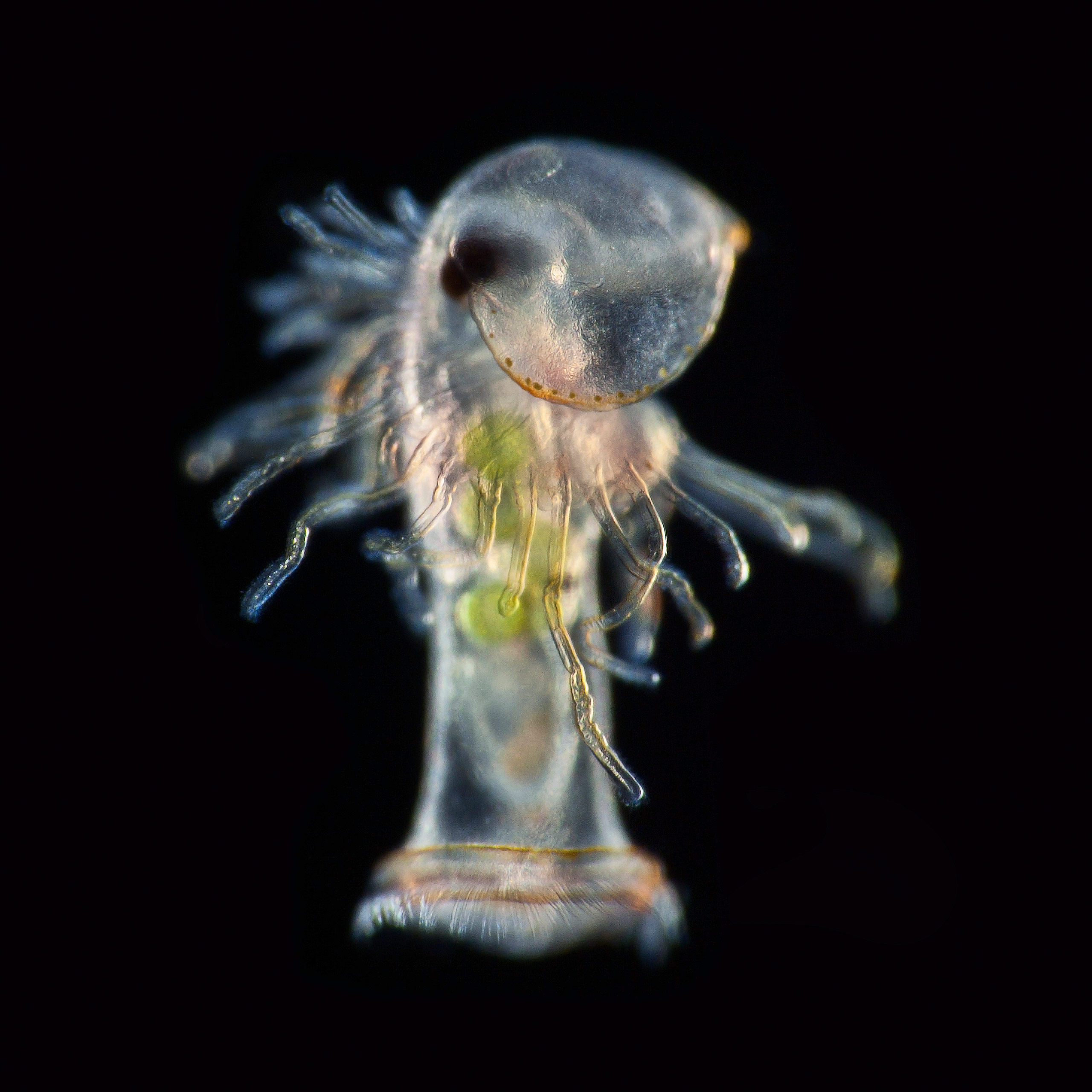 Planktonic larva of a horseshoe worm (phoronid) | Nikon Small World