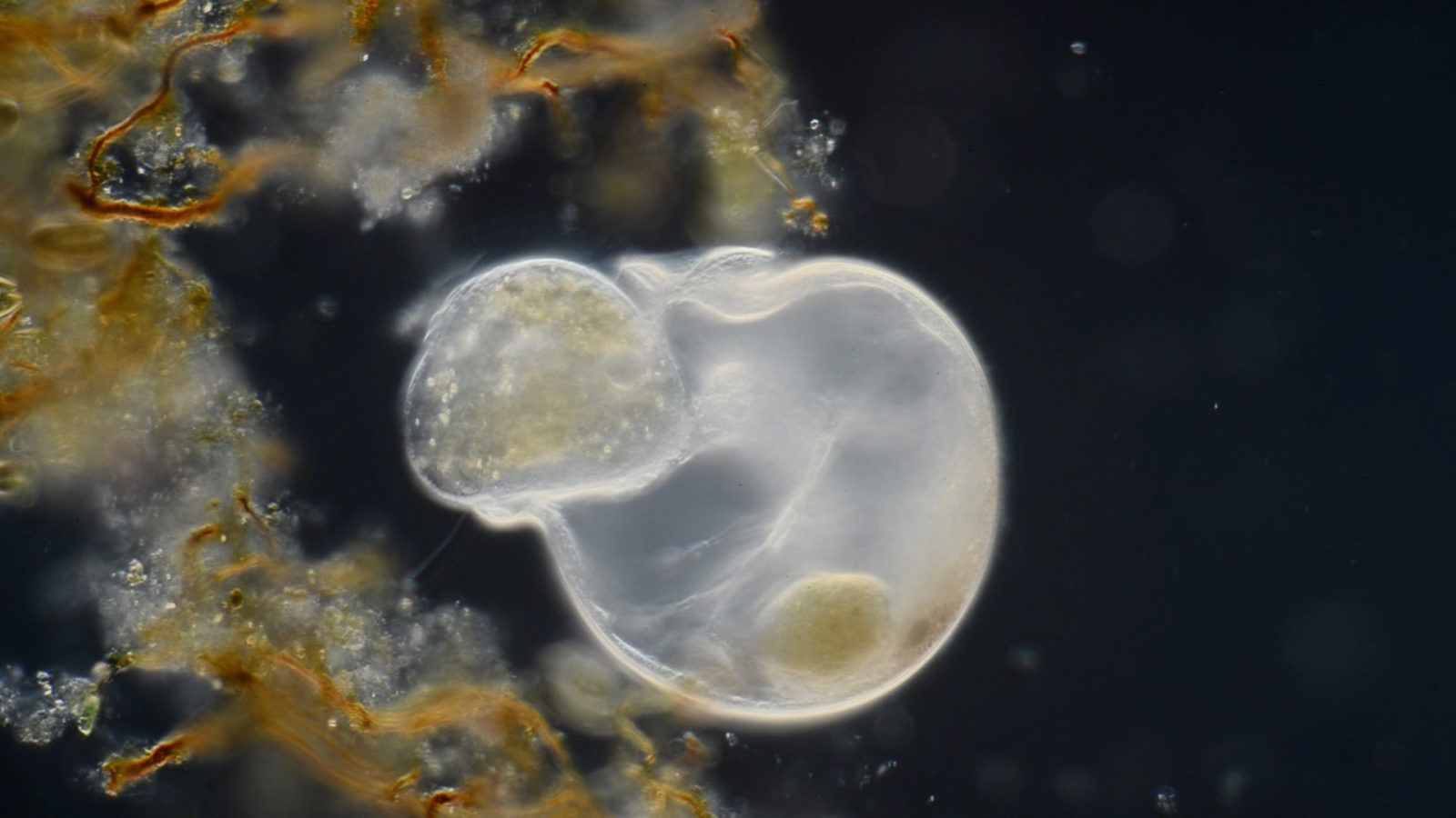 Trachelius ciliate feeding on a Campanella ciliate | Nikon Small World