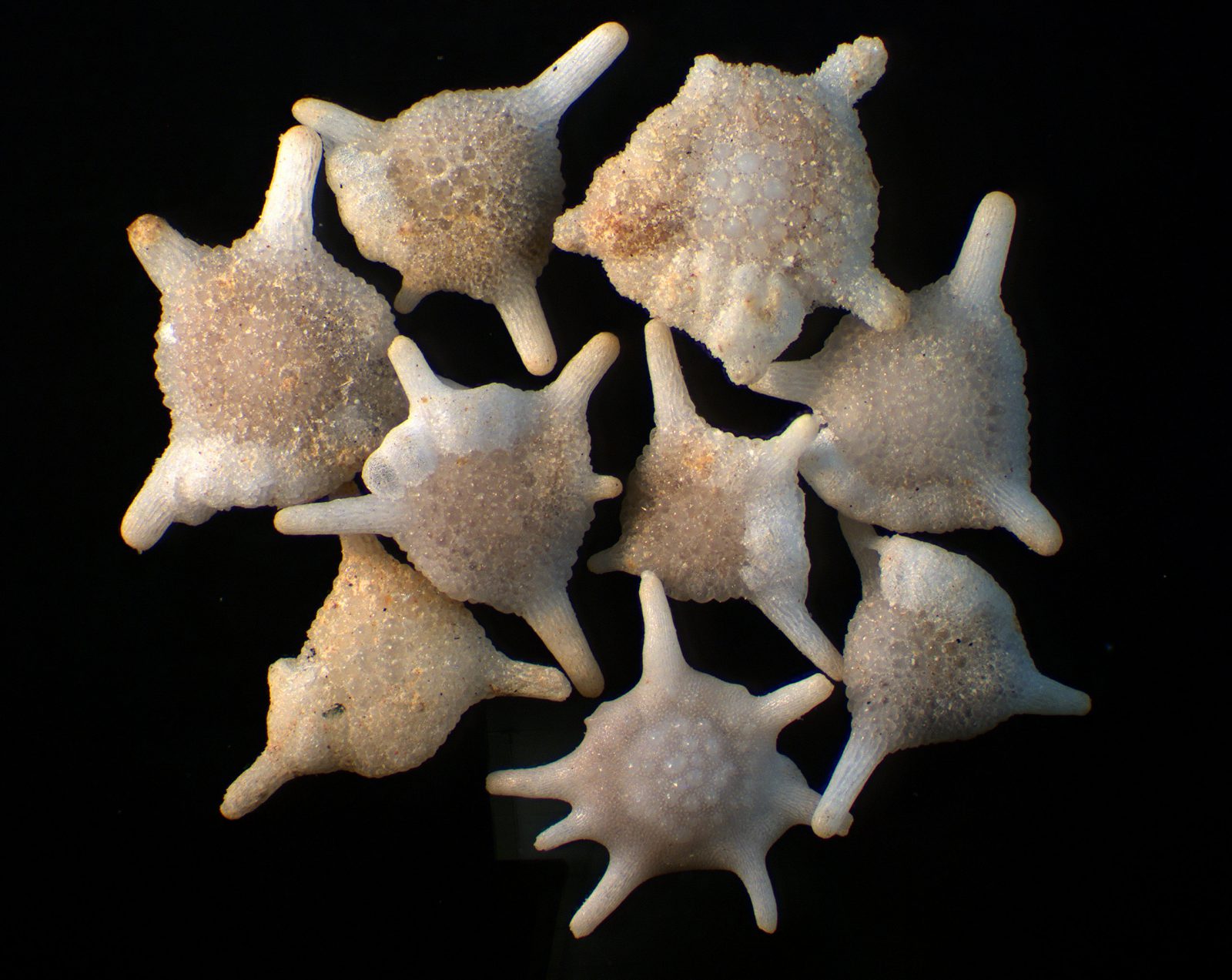 Foraminifera isolated from a deep sea dredge | Nikon Small World