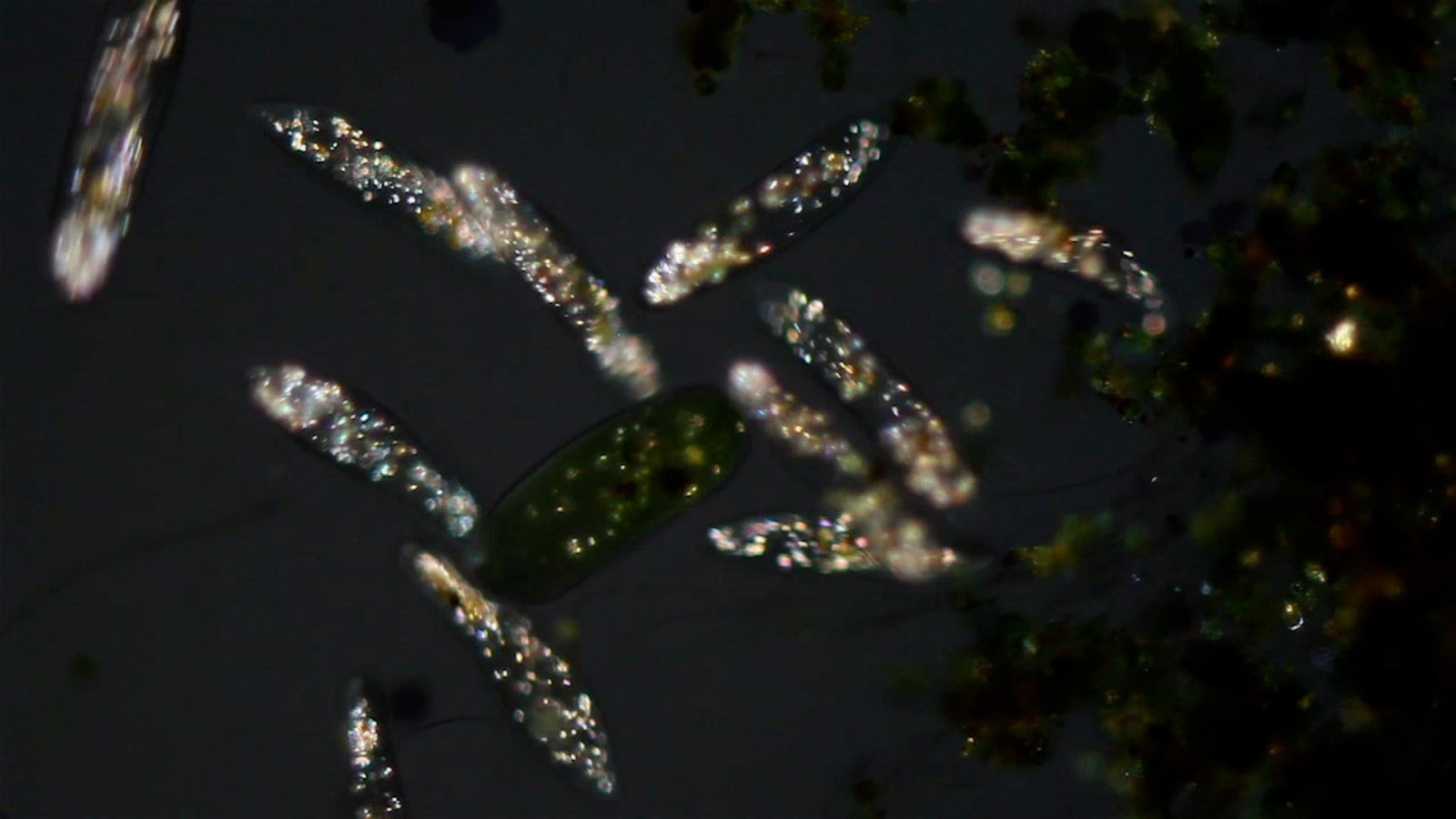 Unicellular ciliates | Nikon Small World