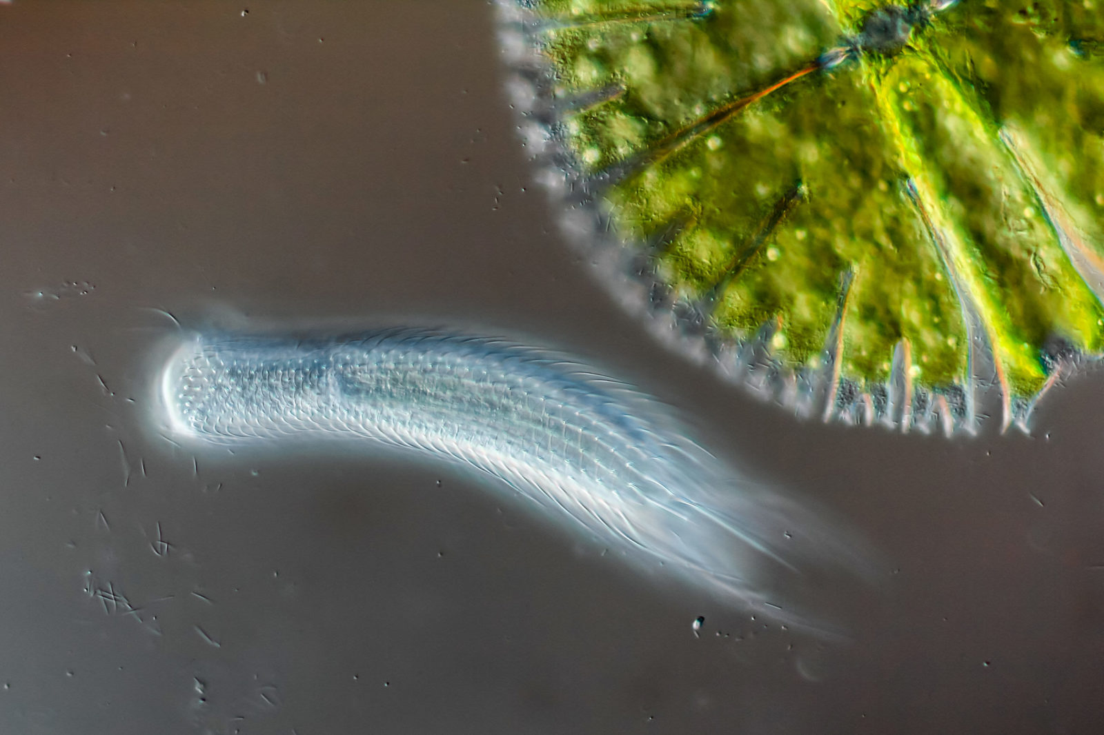 Hairyback worm and algae | Nikon Small World