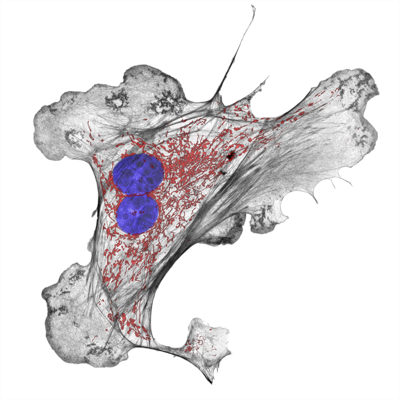 Cow lung artery cell | Nikon Small World
