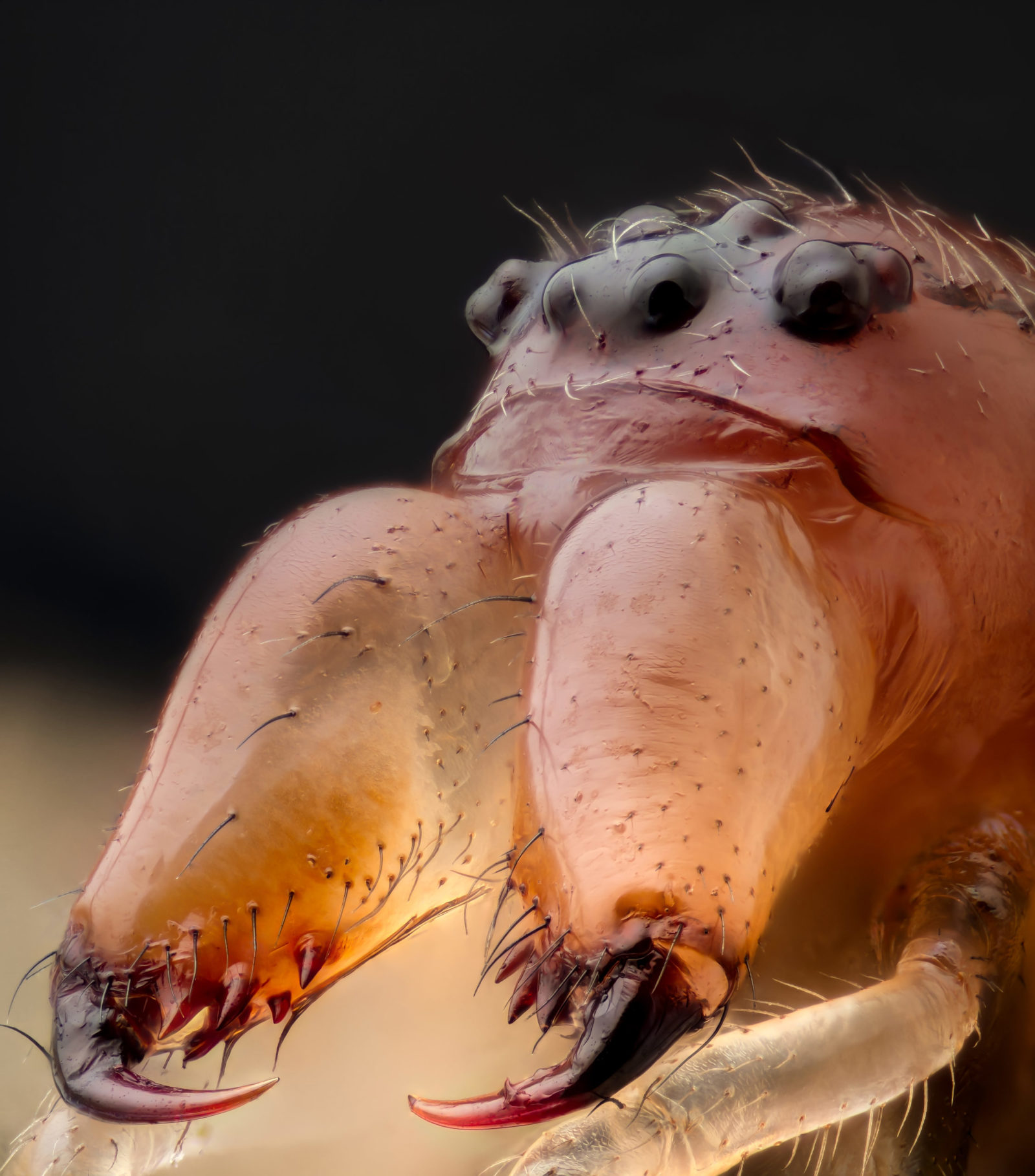 Jaws and head of a long jawed spider | Nikon Small World
