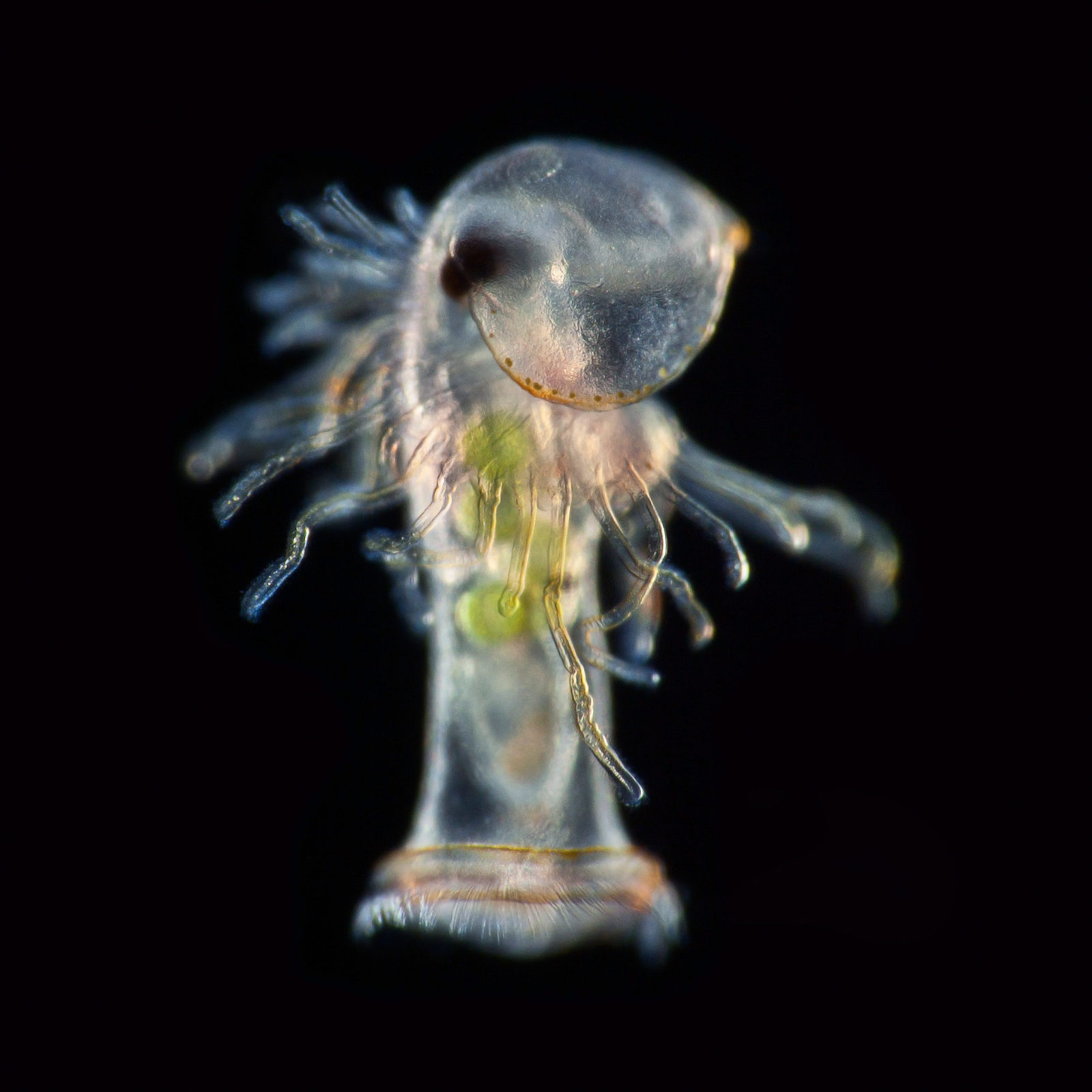 Planktonic larva of a horseshoe worm (phoronid) | Nikon Small World