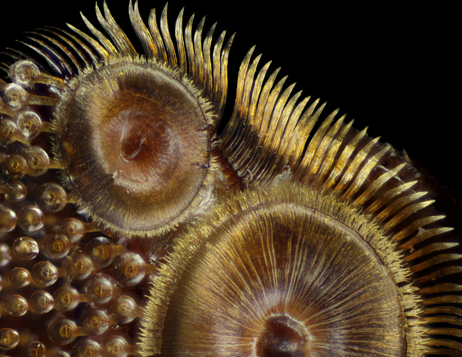 Suction cups on the diving beetle foreleg | Nikon Small World