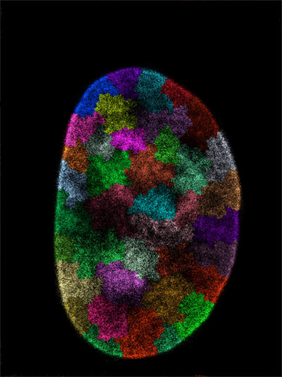DNA inside cell nucleus | Nikon Small World