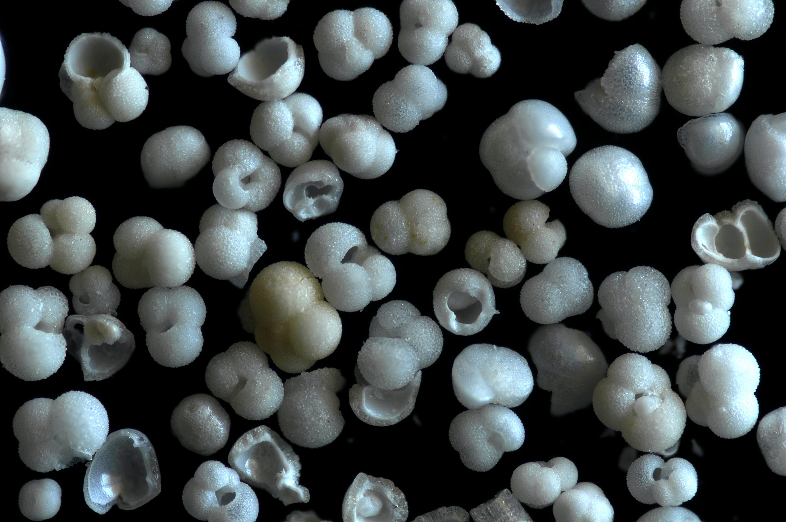 A scatter of foraminifera shells from the sea | Nikon Small World