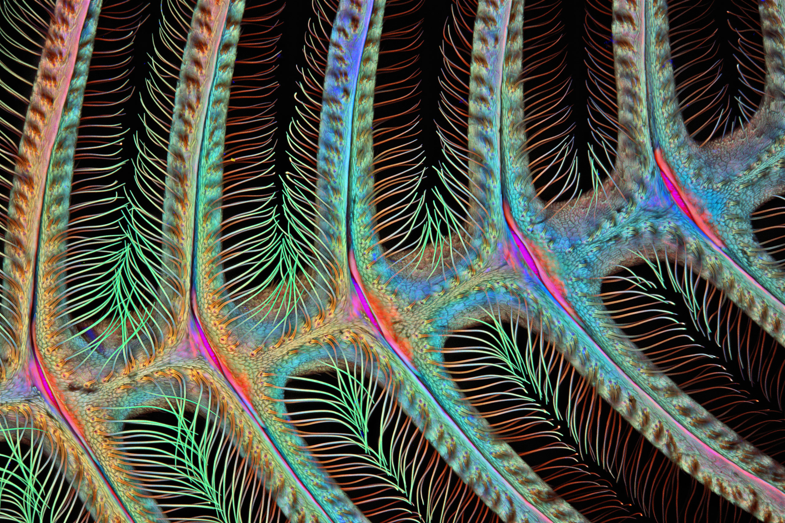 Antenna of a male moth | Nikon Small World
