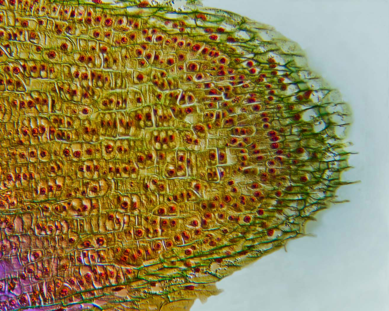 Root tip section of a dicot plant | Nikon Small World