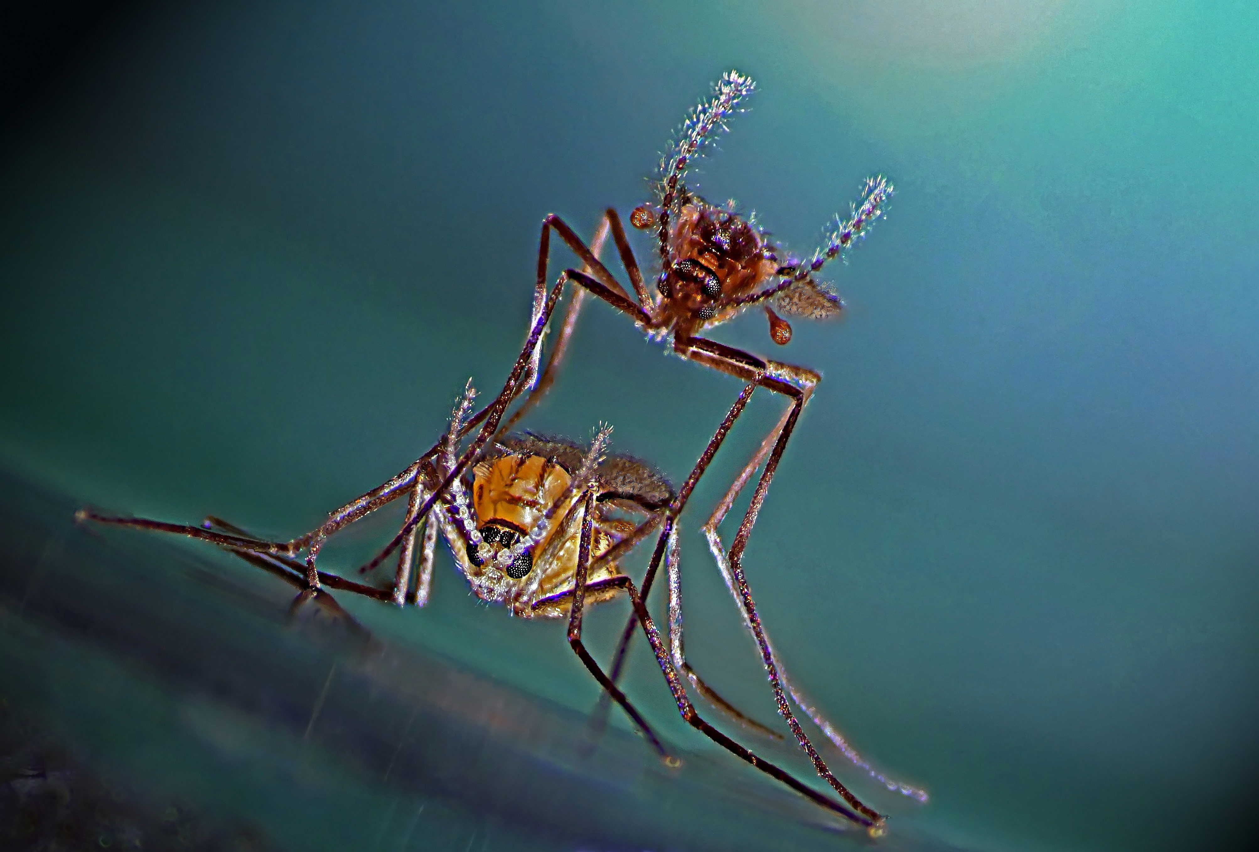 Dasineura afinis | Nikon Small World