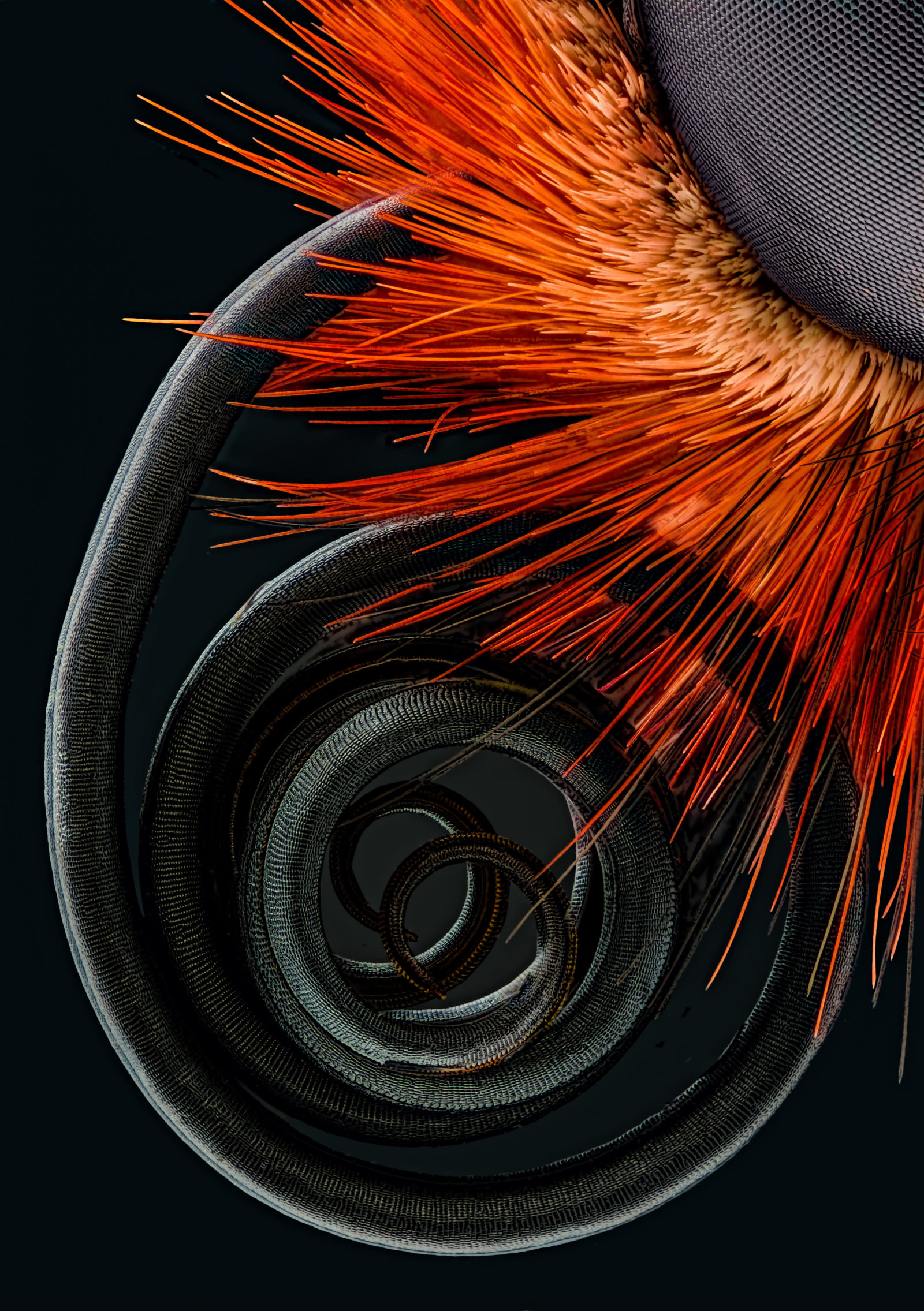 Butterfly proboscis | Nikon Small World