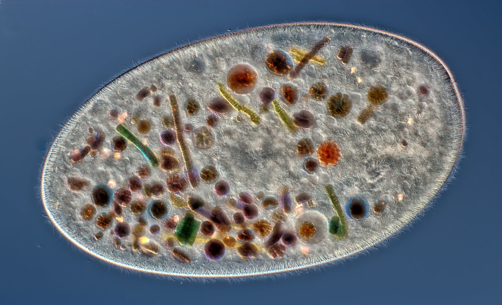 Frontonia (showing ingested food, cilia, mouth and trichocysts) | Nikon ...