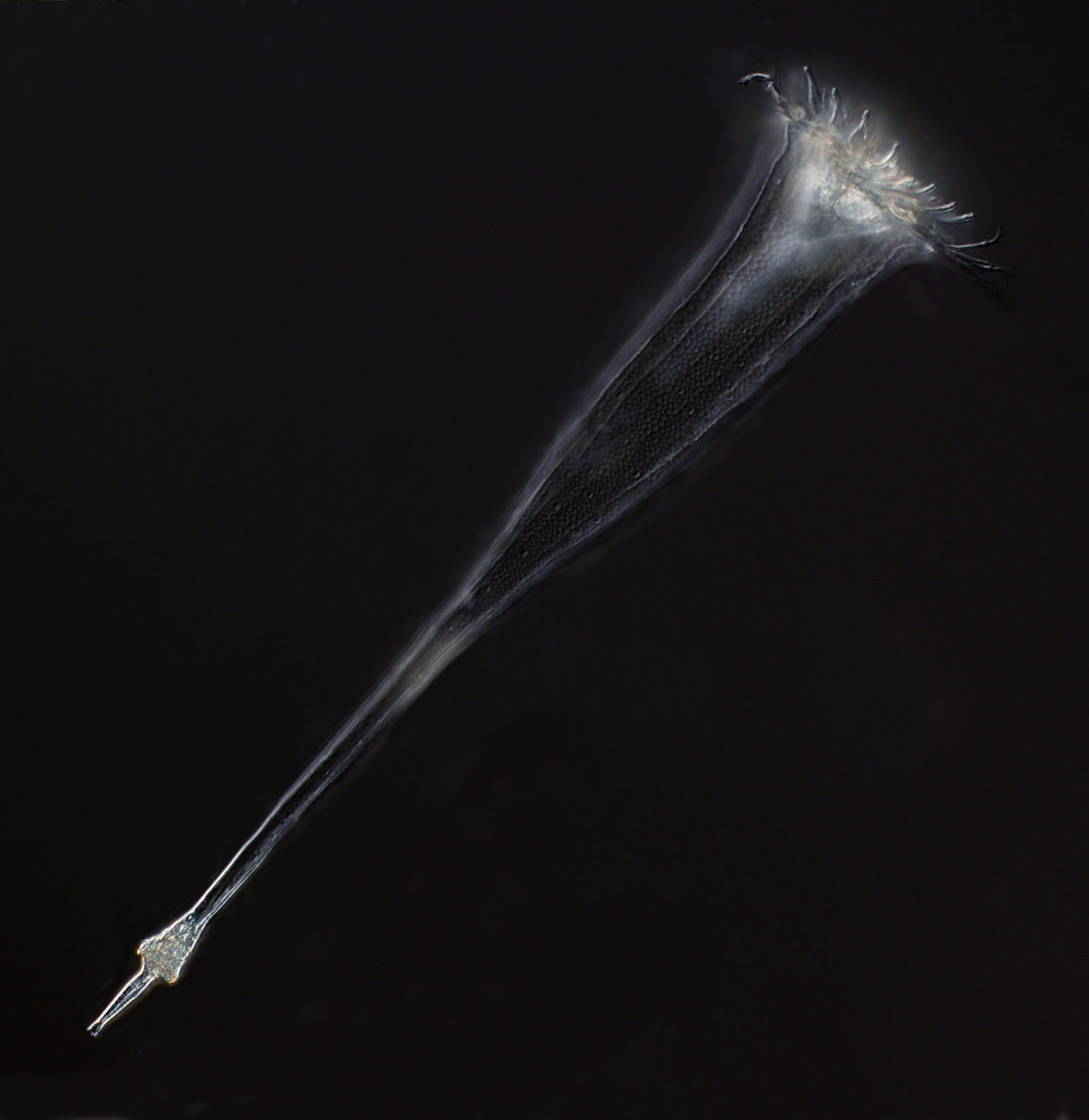 Tintinnid ciliate of the marine plankton Rhabdonellopsis longicaulis ...