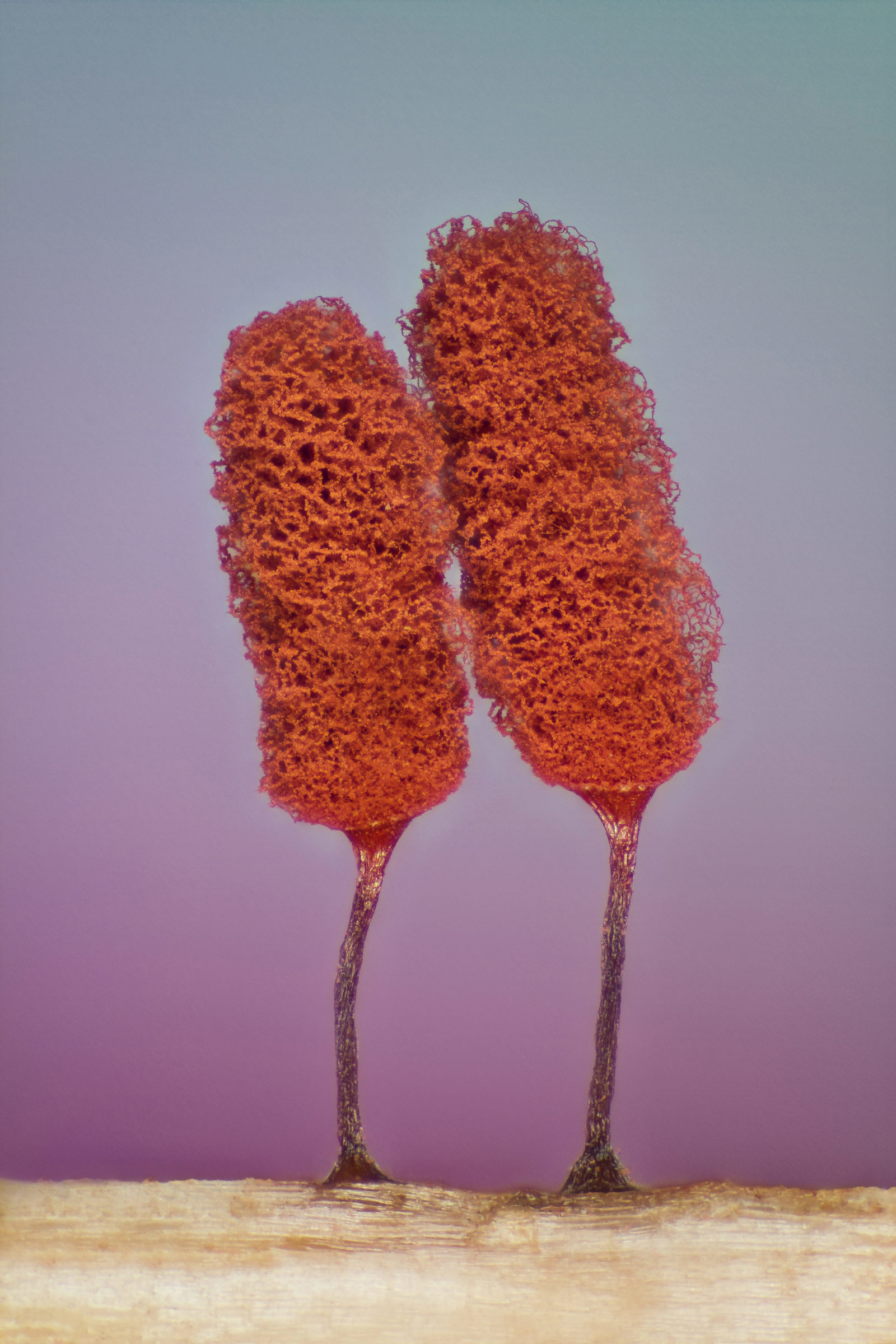 Slime mold | Nikon Small World